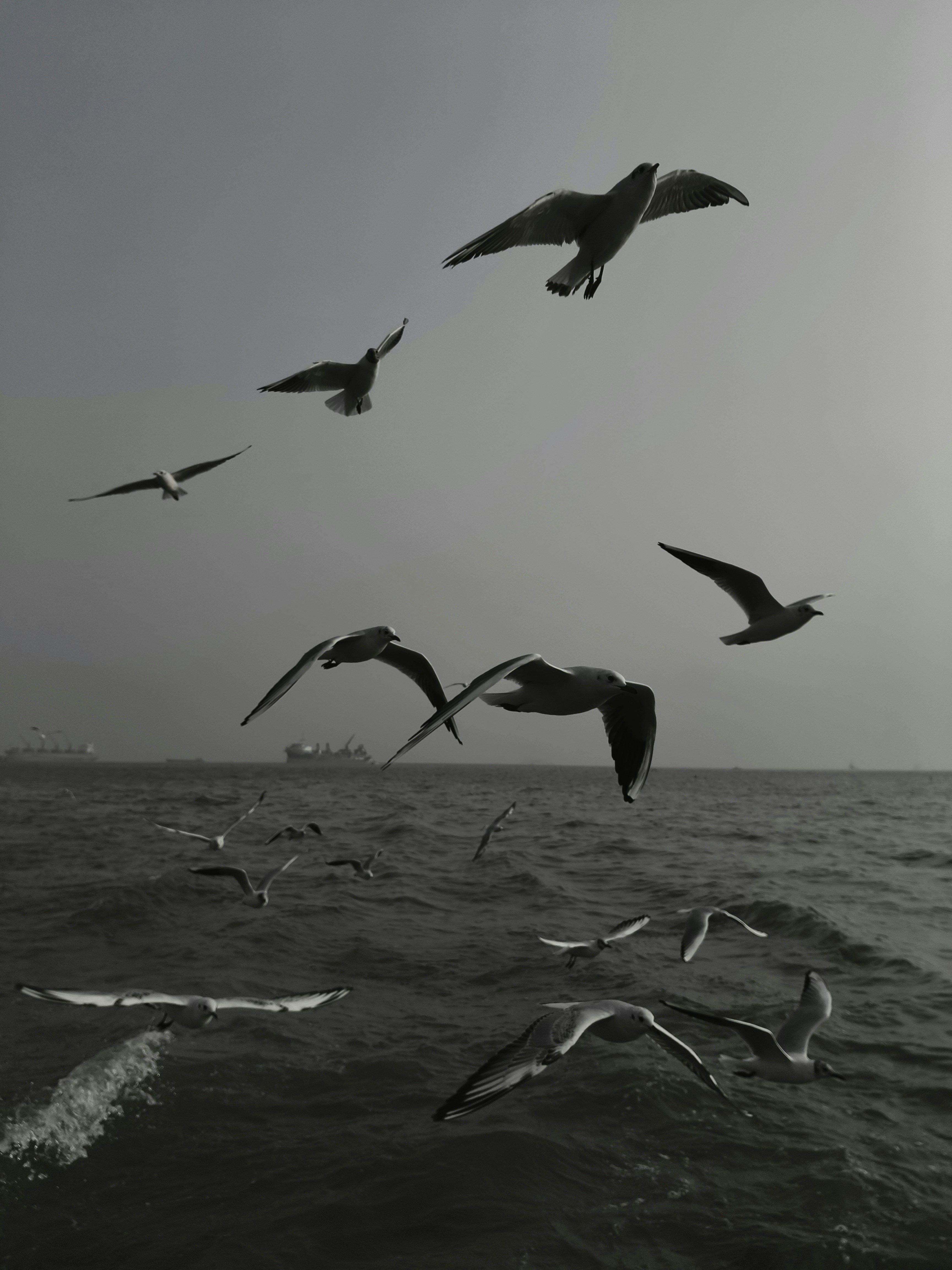 Tide of Wings: Seabirds in a Gloomy Horizon