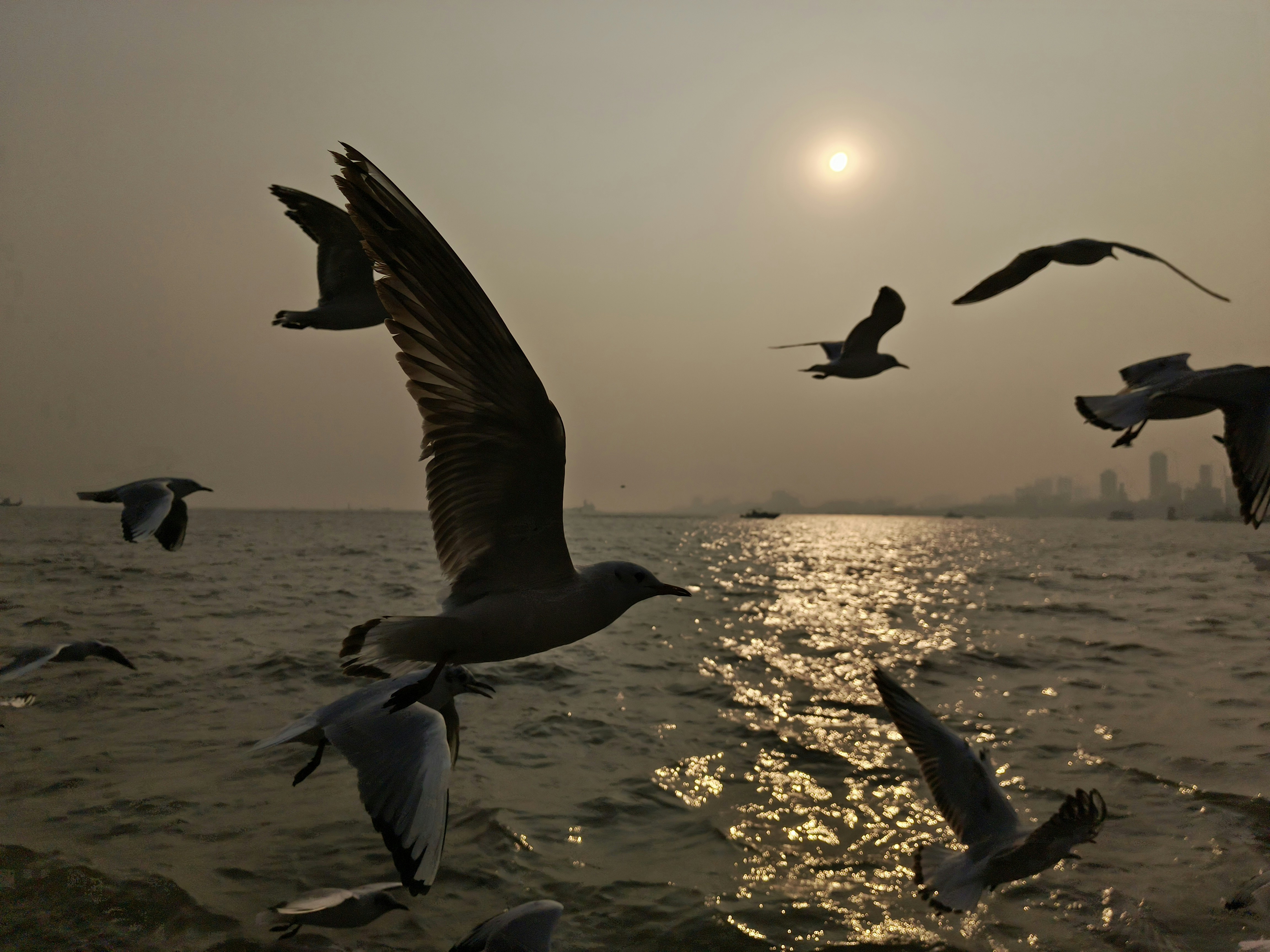Seagulls flying over the ocean at sunset with sun reflection.