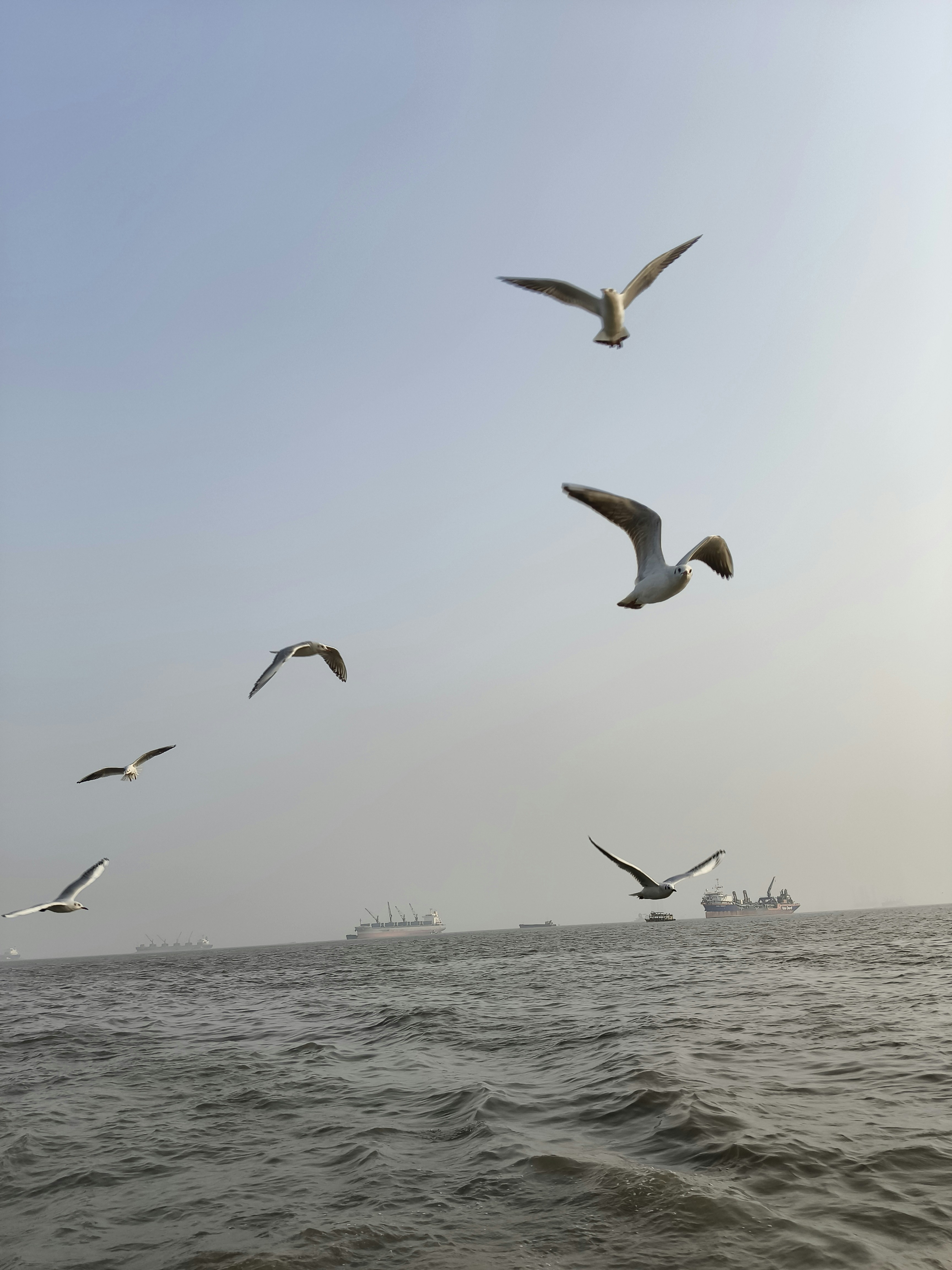 Wings Over the Horizon: Seabirds in Quiet Flight