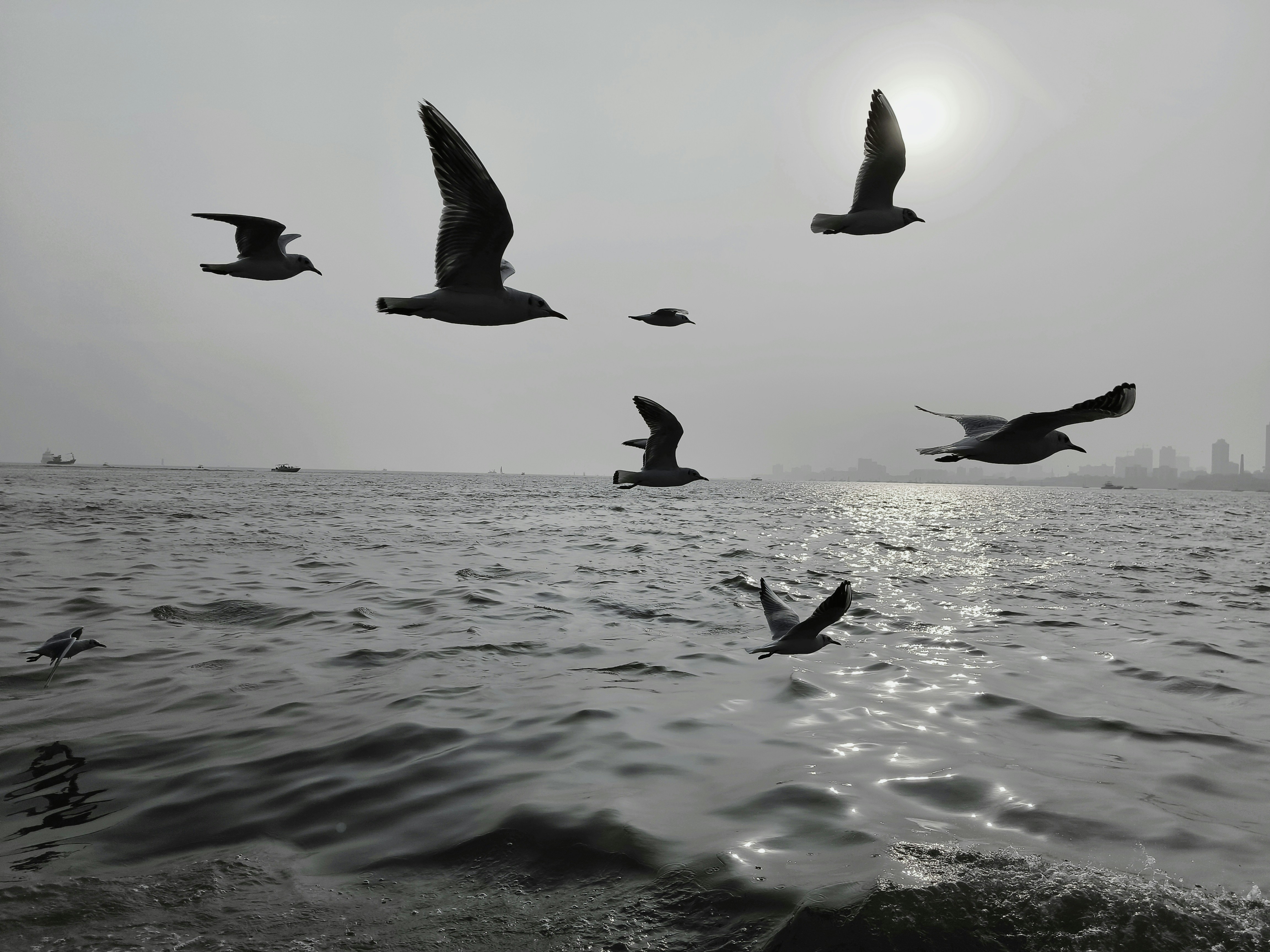 Flight Over the Grey Sea: Flocks in a Silvery Horizon