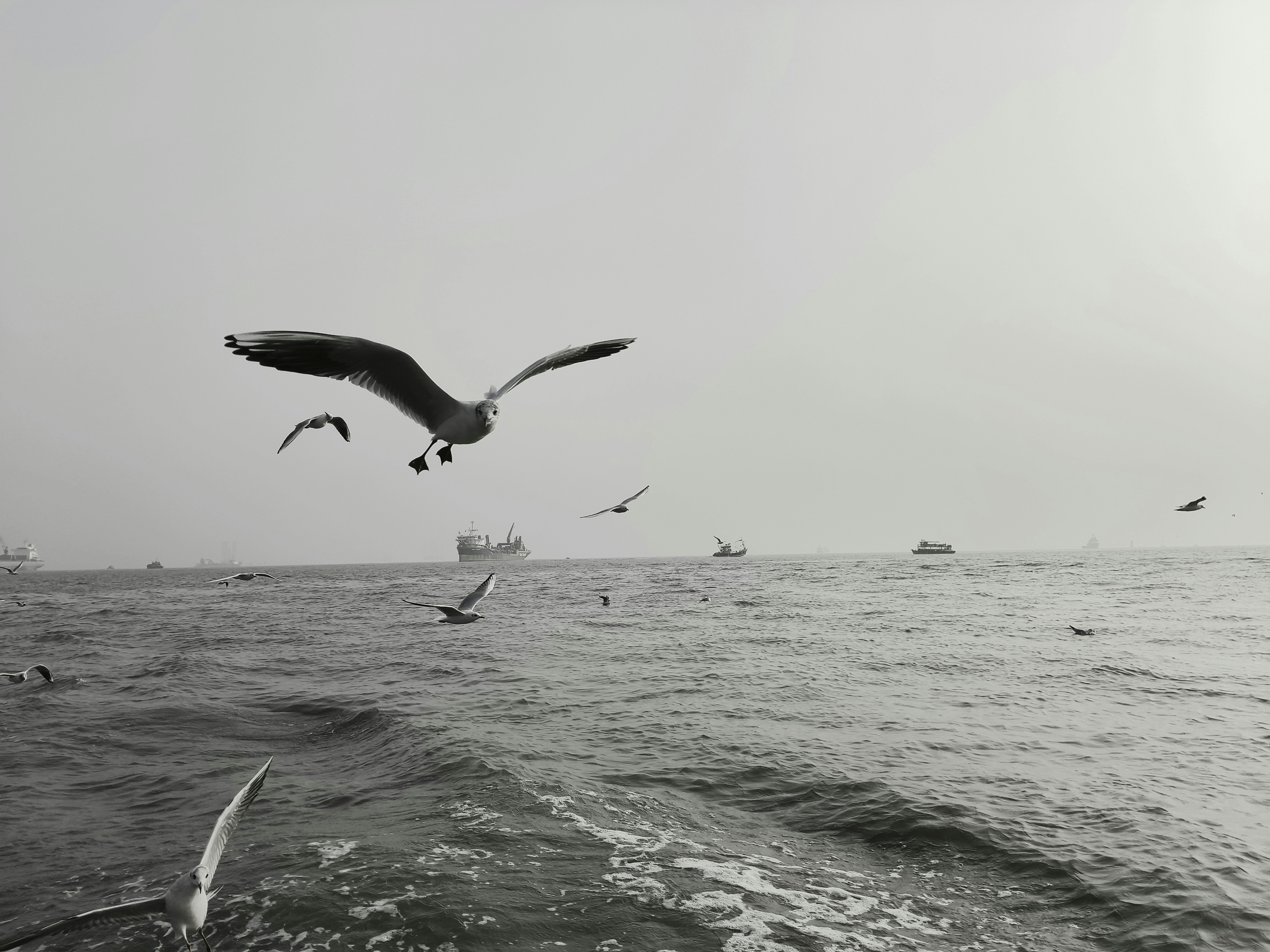 Seagull in Gray Seas: A Quiet Horizon of Wings
