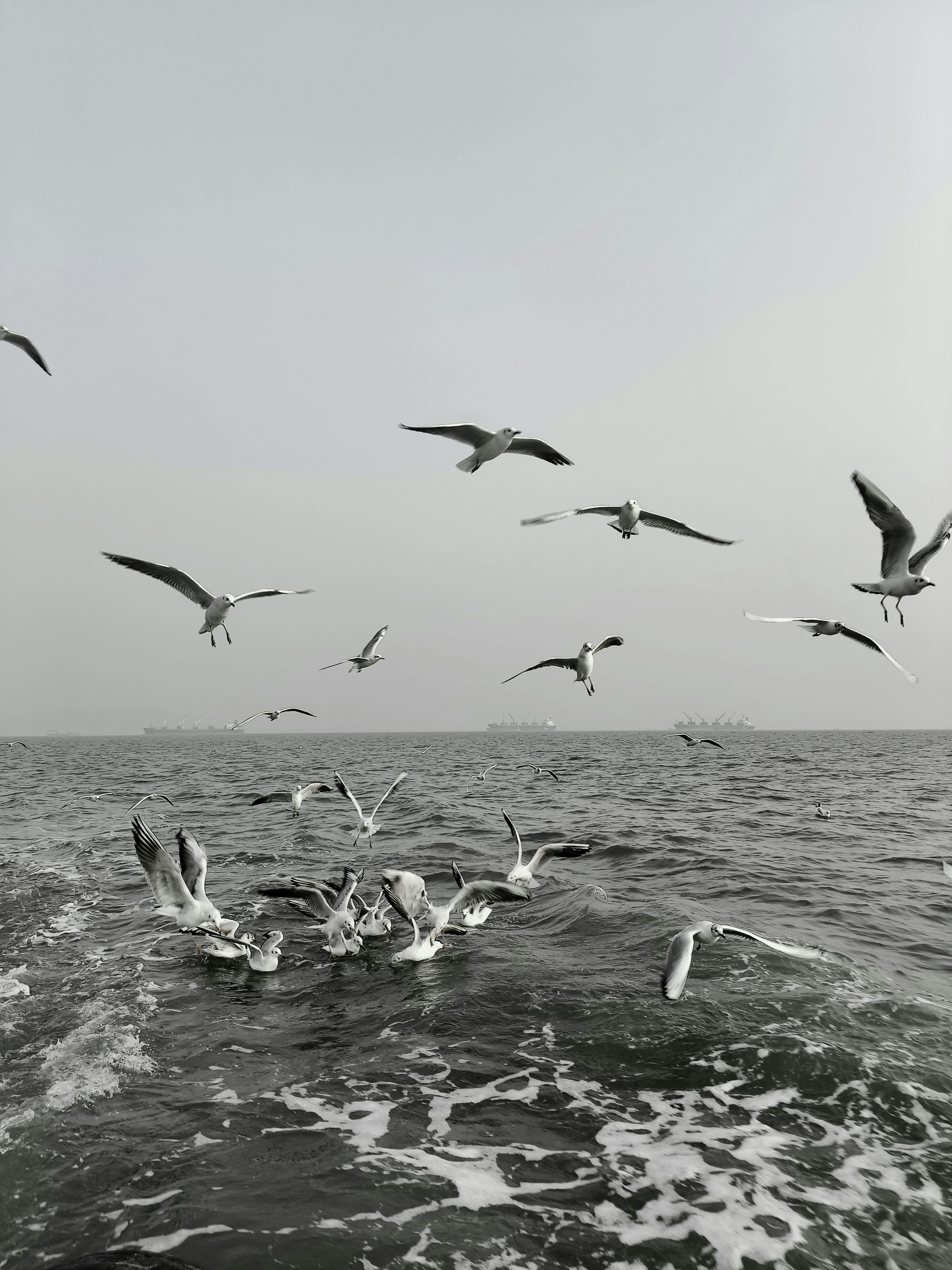 Masked Dawn Flight: Seagulls Over a Churning Sea