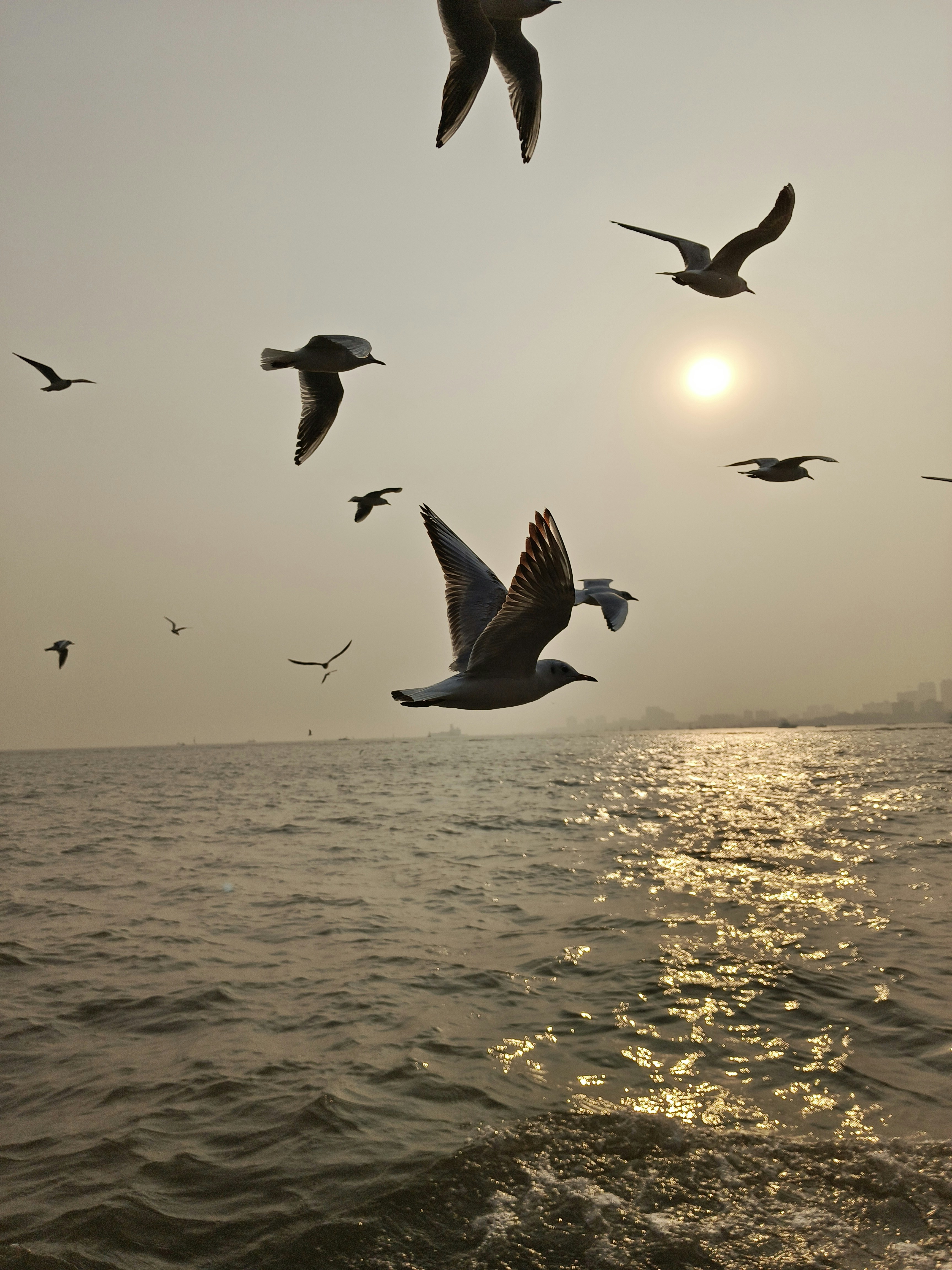 Salt Air Reverie: Gulls in the Golden Sea