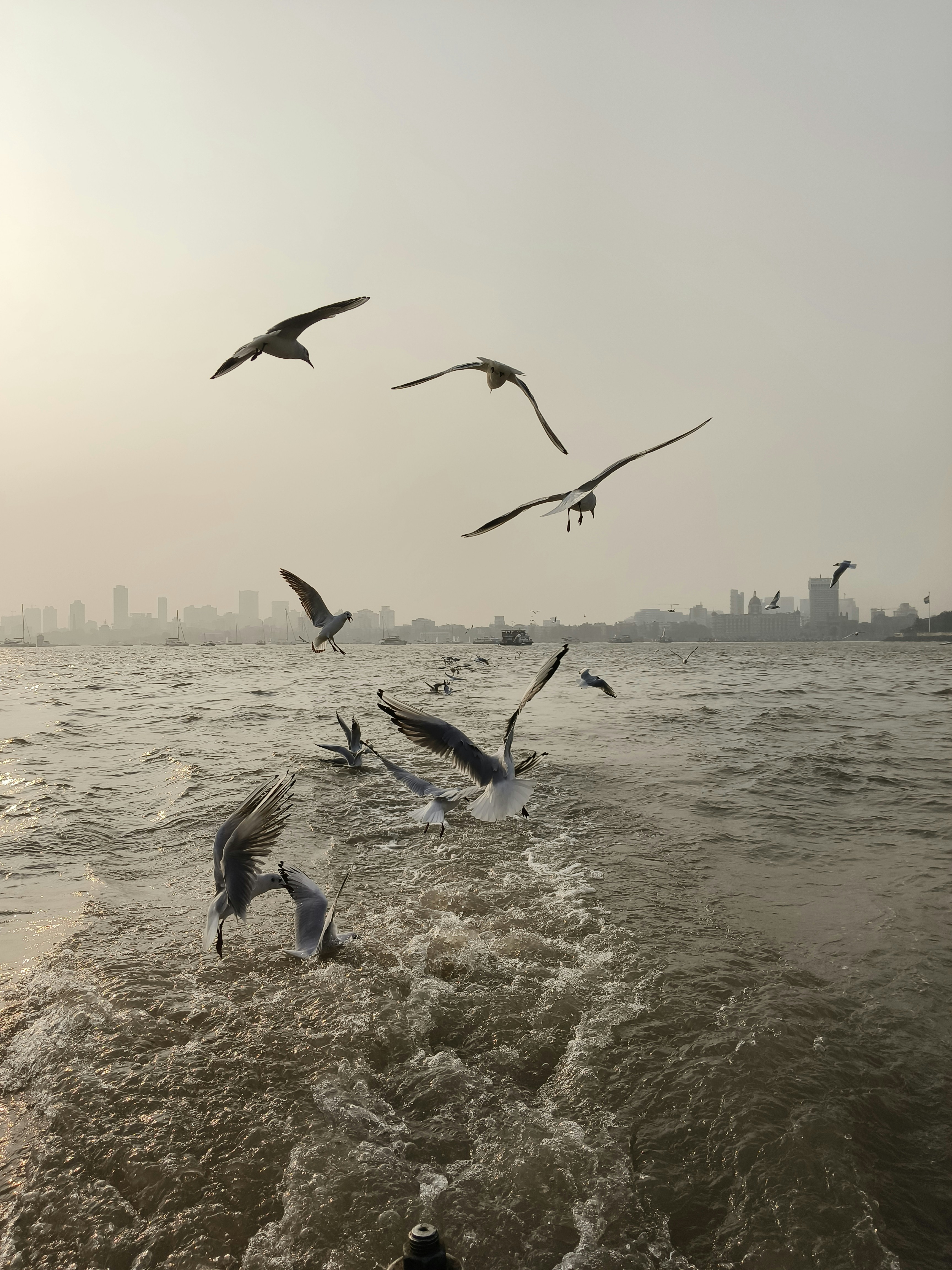 Flight over the wake: seagulls skimming the harbor at dusk