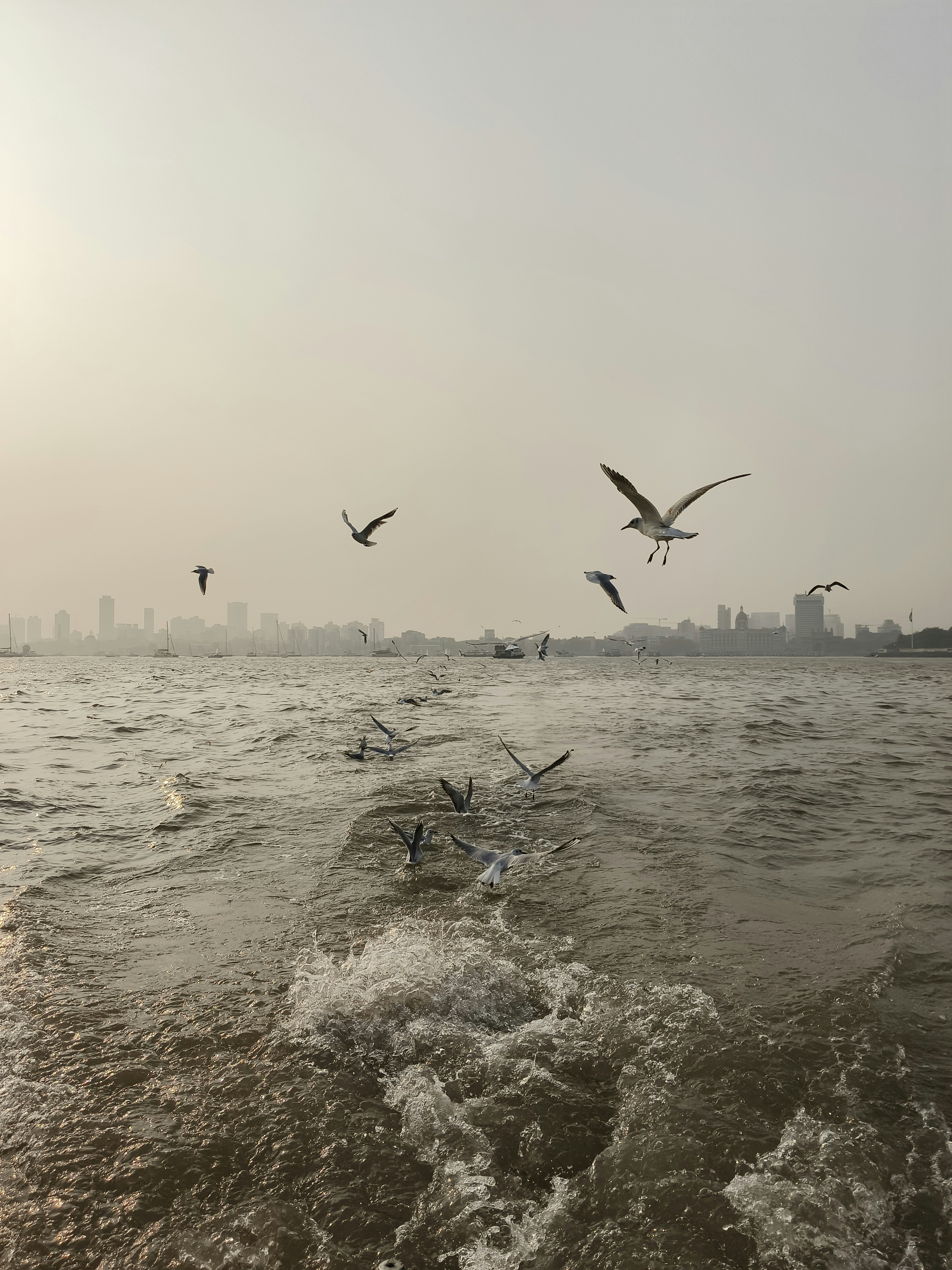 Murmuration over the Bay: Seabirds Lift Off Against a Distant City Horizon