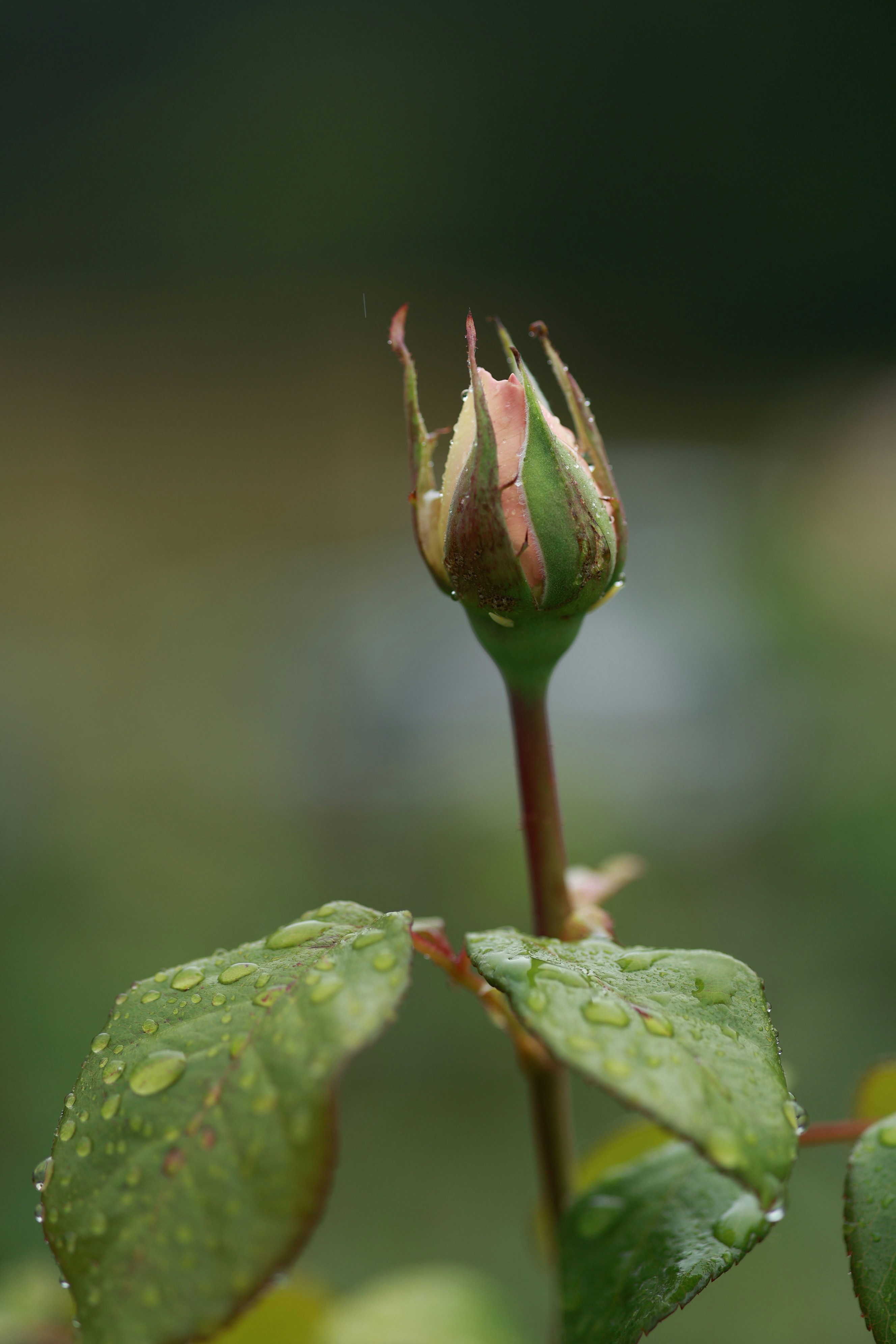 Close-up Rosebud in Morning Dew