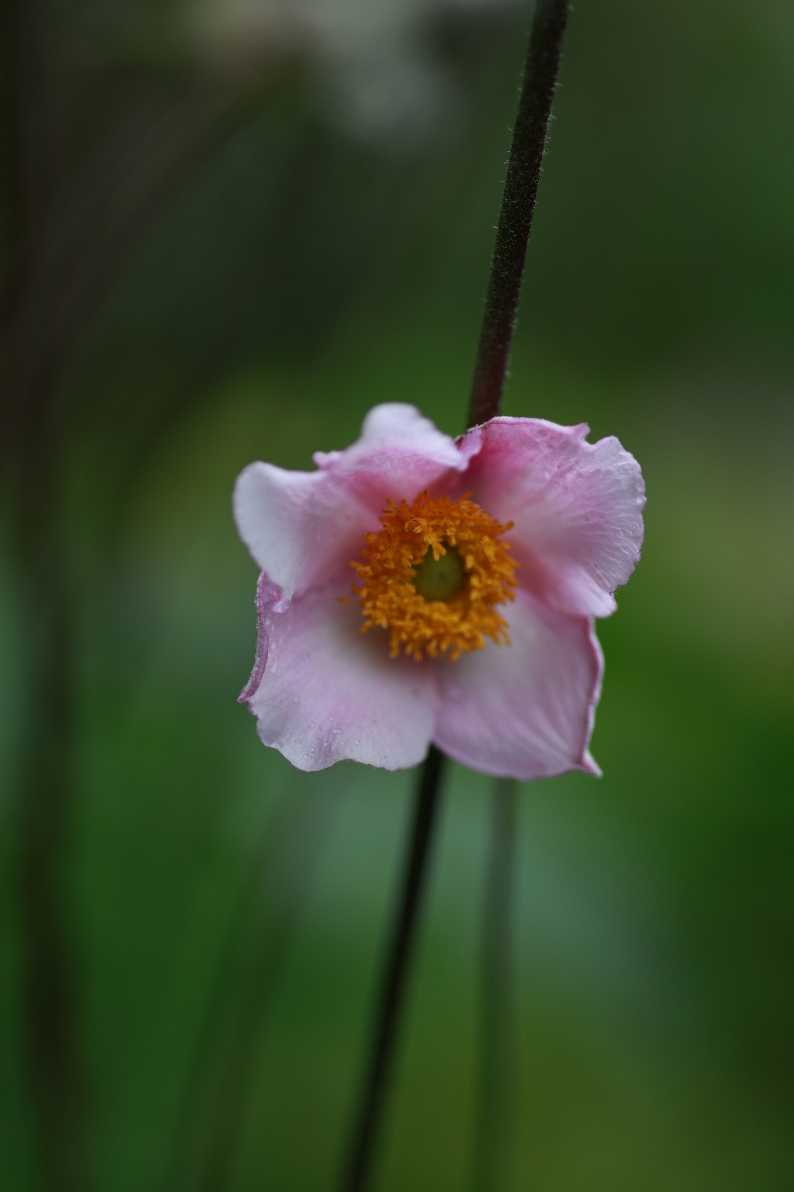 Pink blossom framed by a lone stem in a softly blurred green background