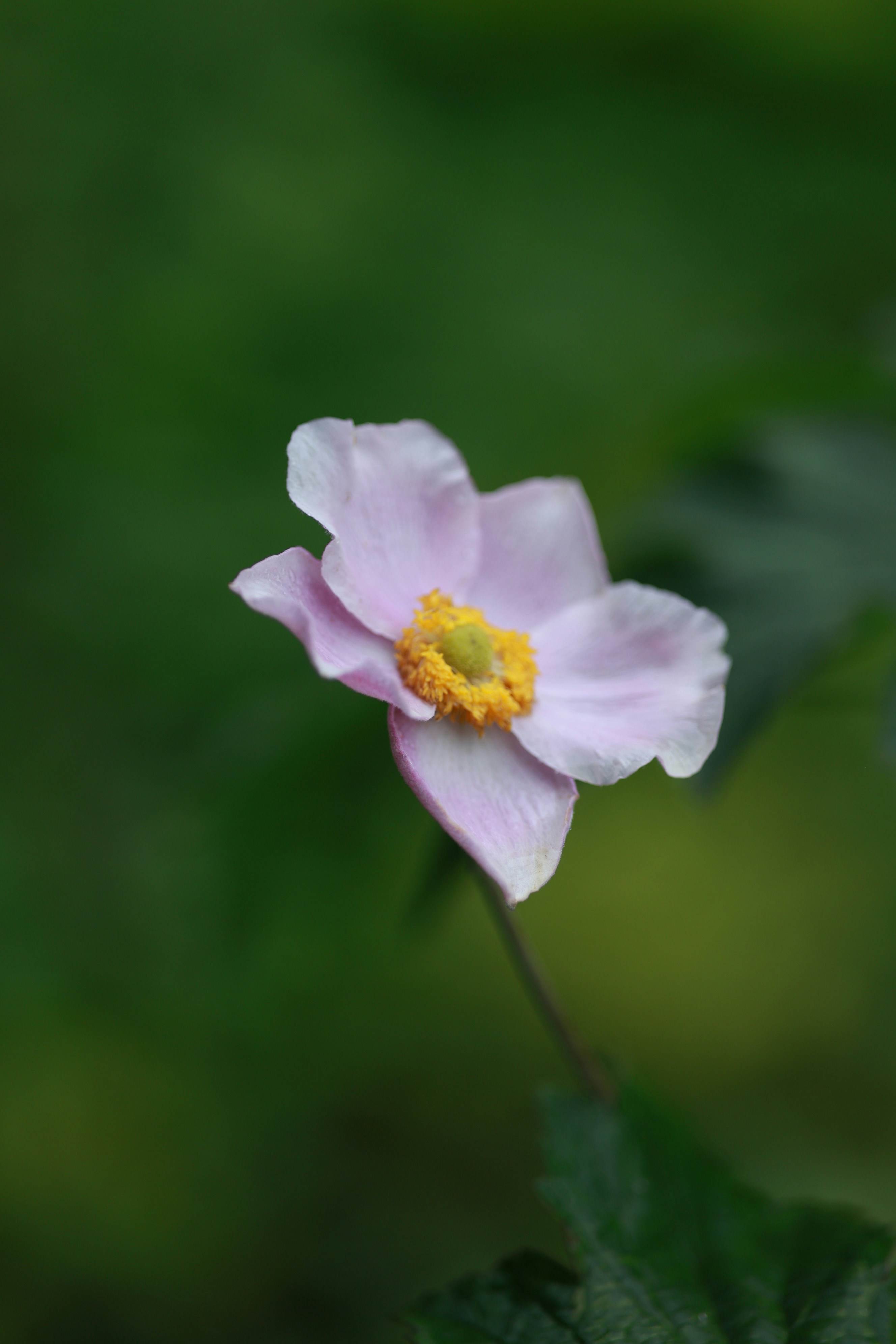 Soft-pink bloom against a velvet-green backdrop