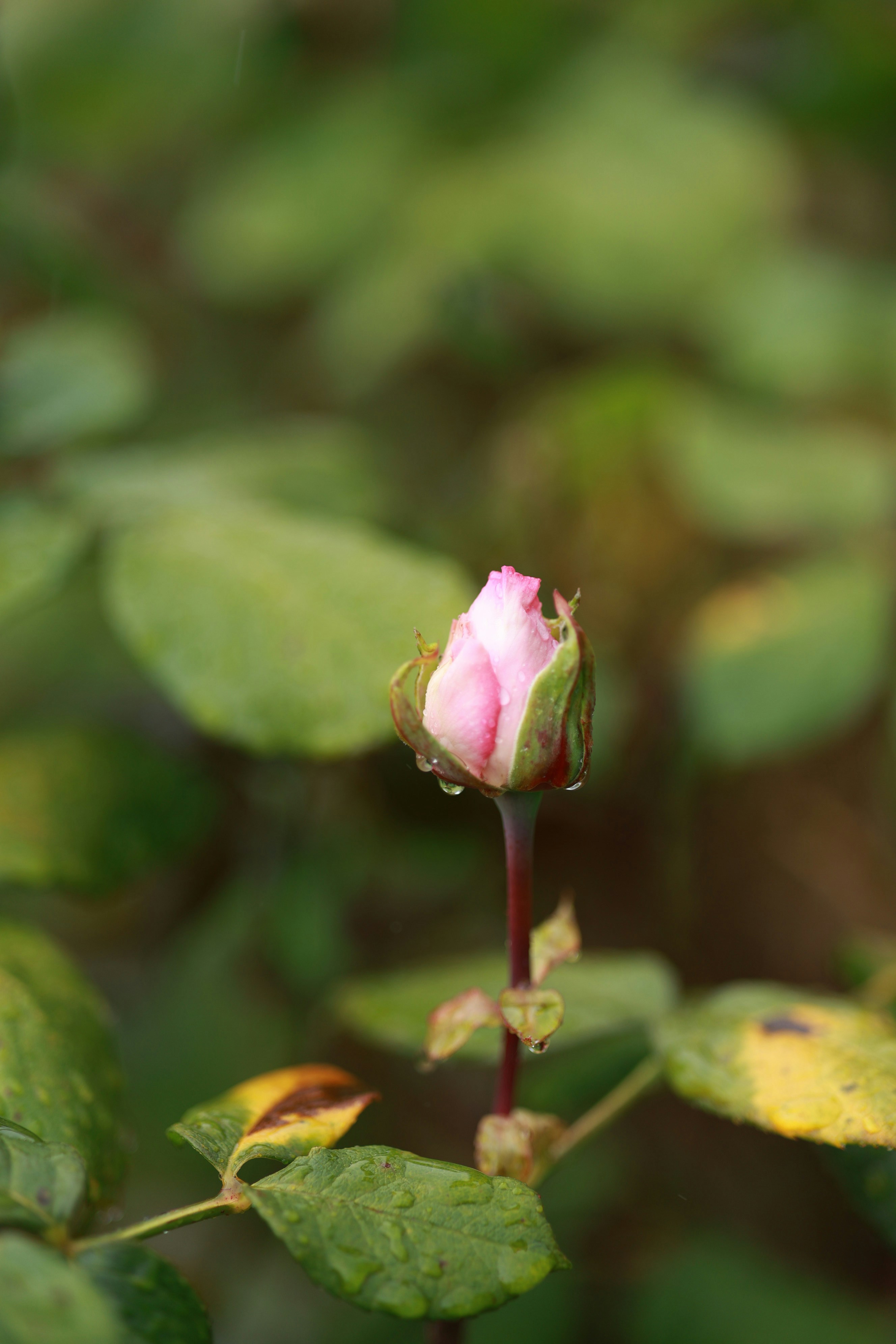 Bud of Promise: A Rosy Pink Close-Up in a Green Studio