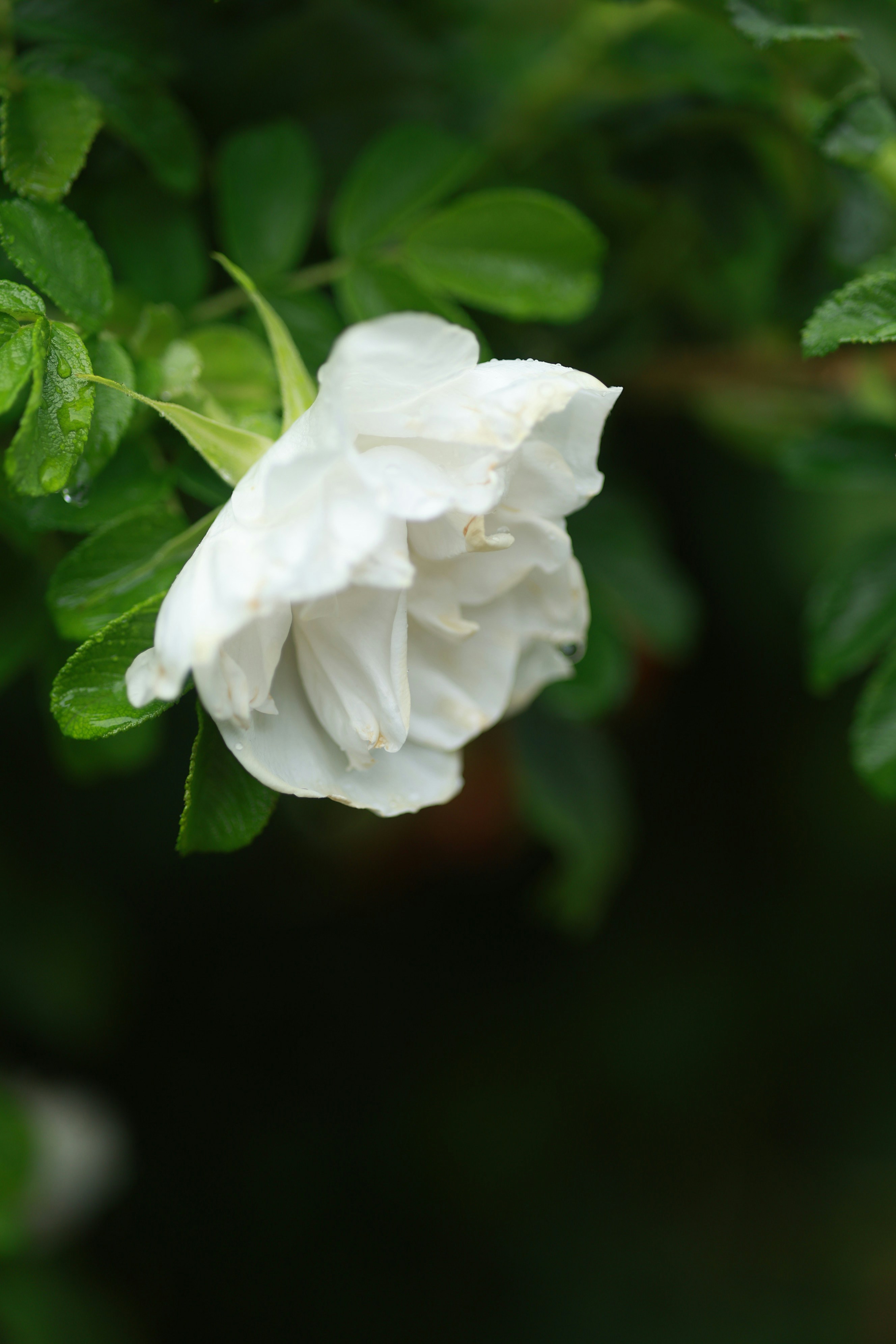 White rose in a sea of green mystery