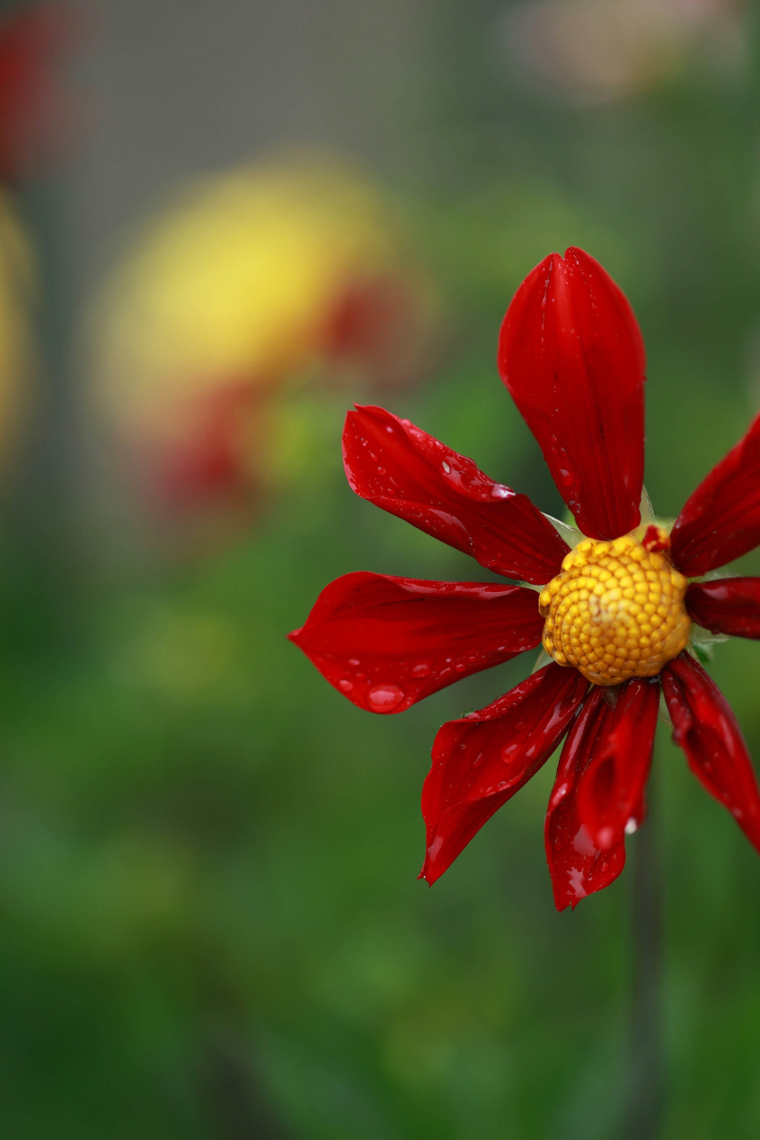 Crimson Daisy: A Red Petal Burst with Golden Center