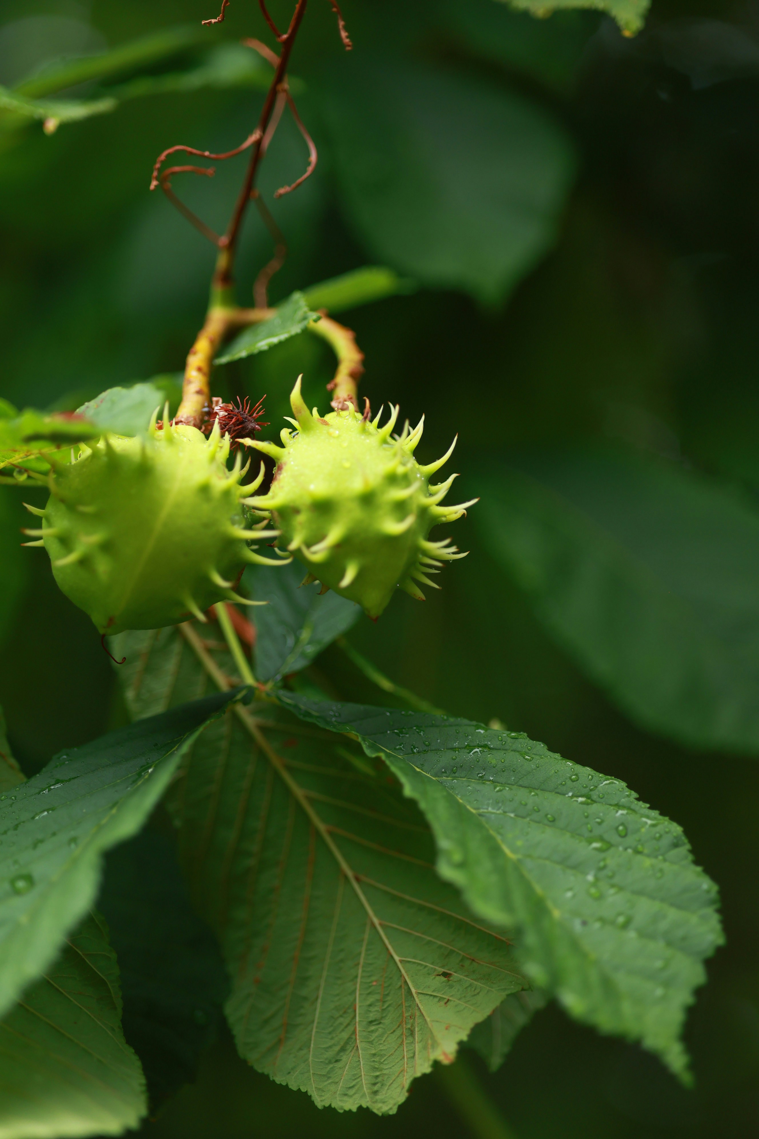 Spiky Green Seed Pods Anchored by Veined Leaves