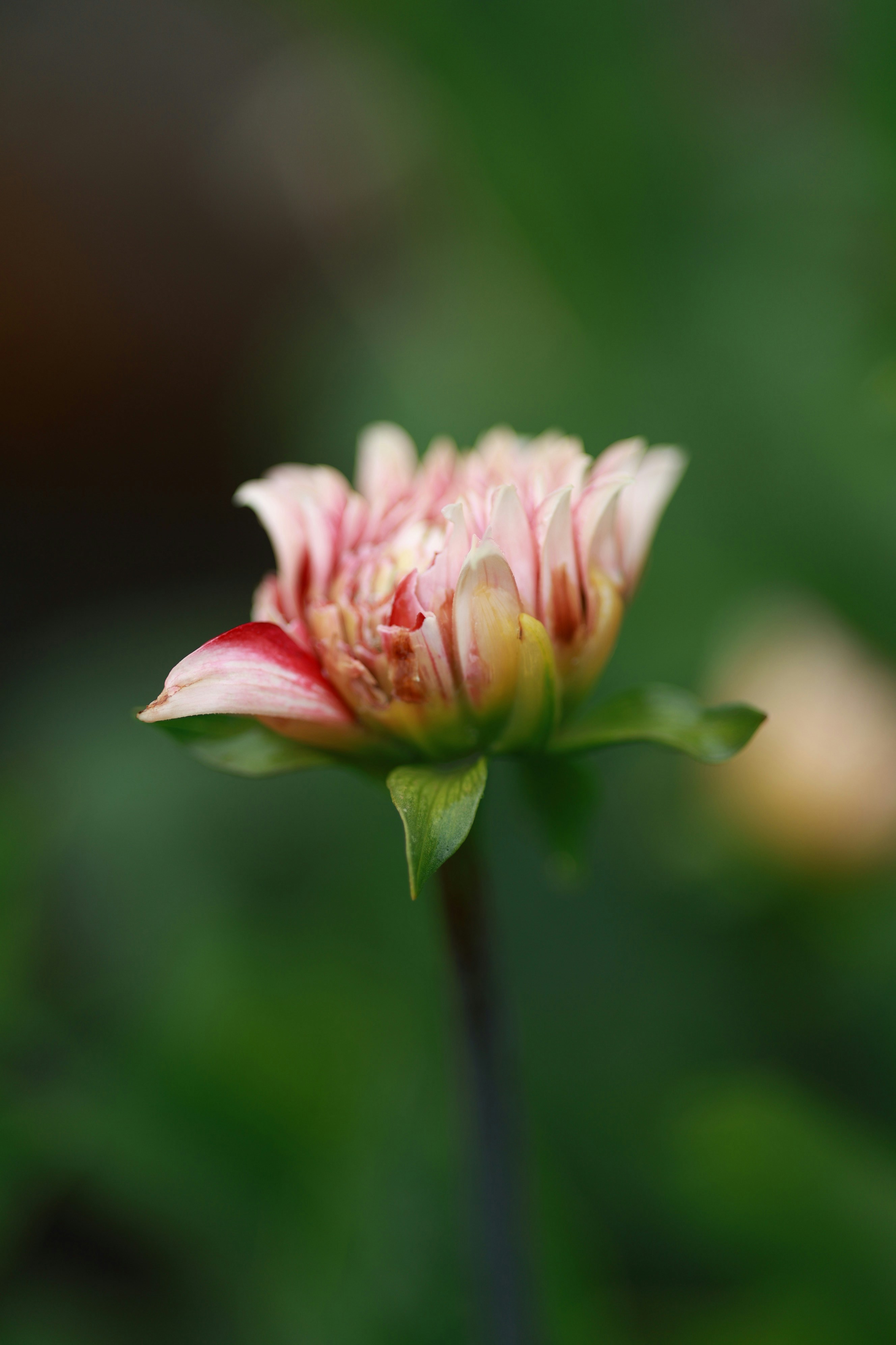 Petal Bloom in Soft Focus: A Close-Up of a Pink-White Flower Against Green Blur