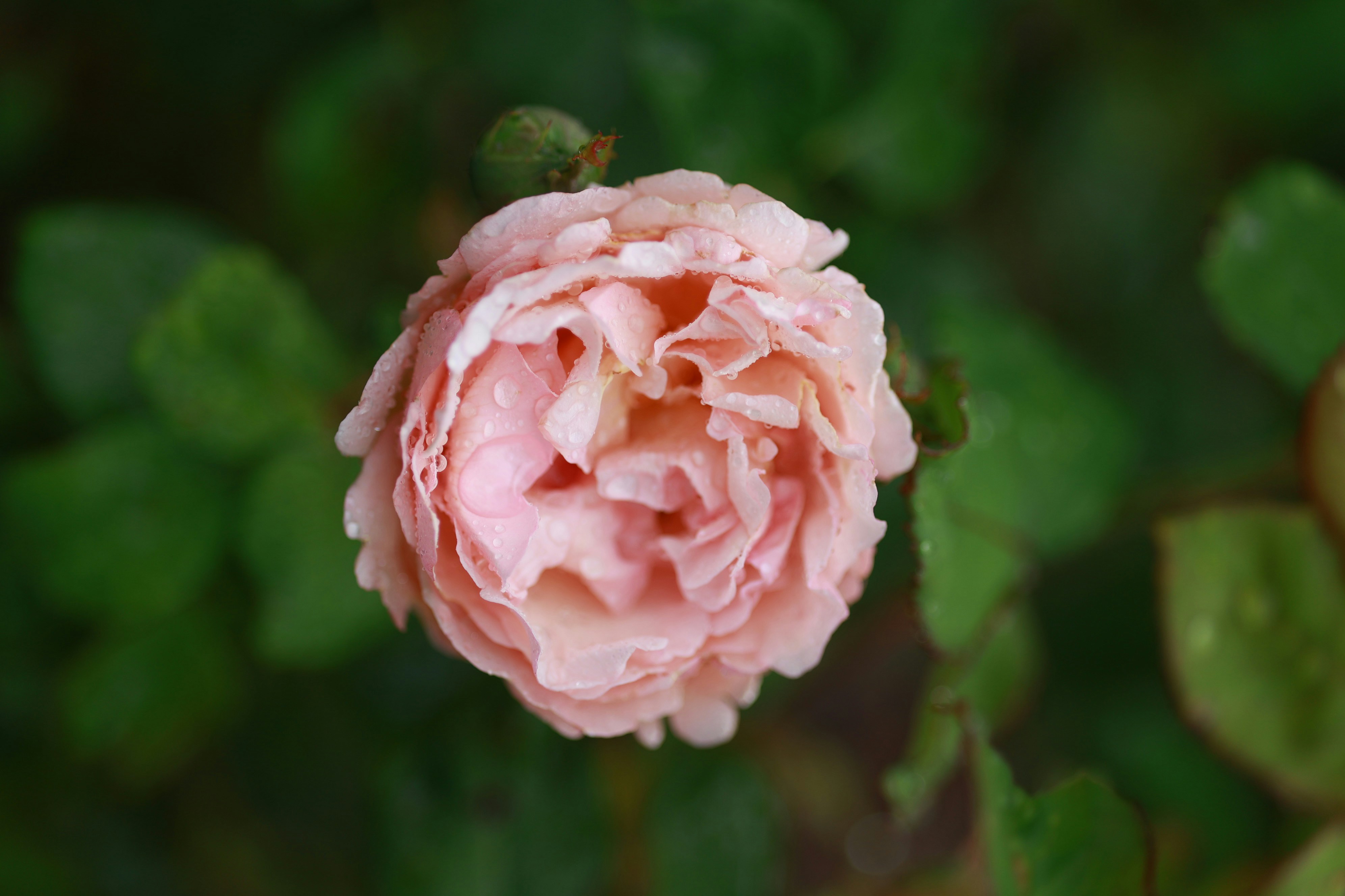 Close-up of a pale pink rose bloom with surrounding green foliage in a shallow depth-of-field, emphasizing petal texture.