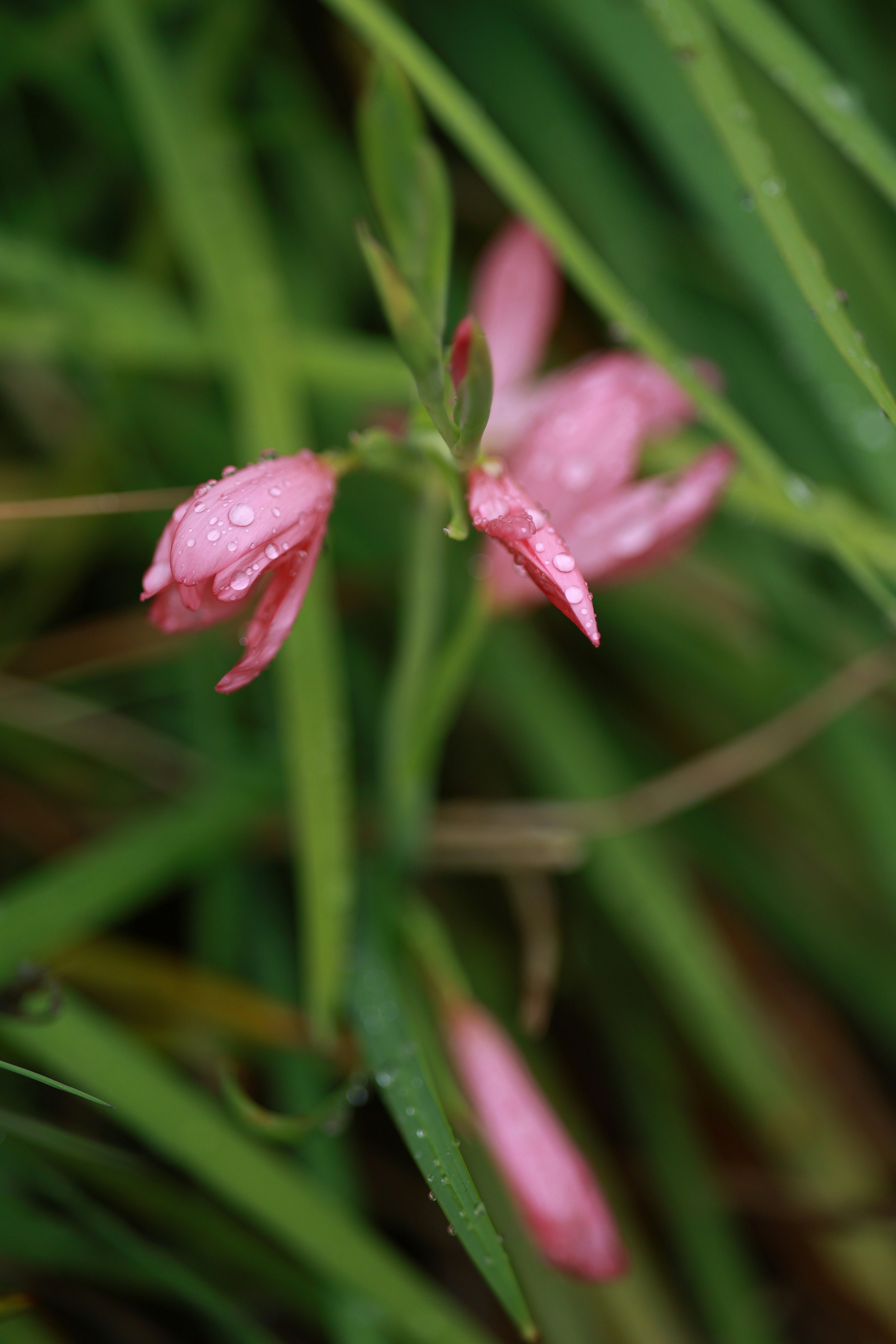 Pink orchid-like bloom haltingly peeks through emerald blades