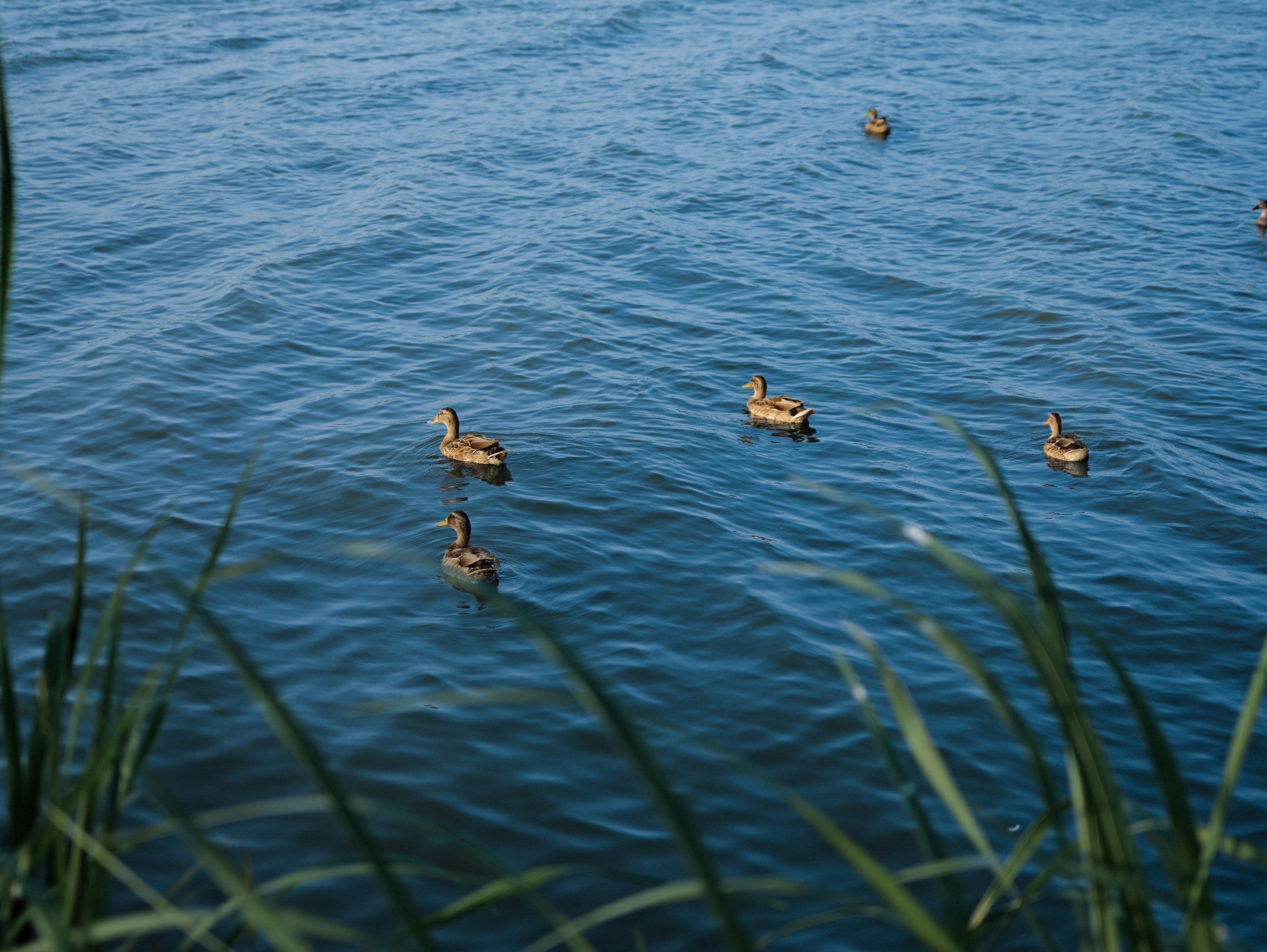 Whistler Choir: Ducks Drift Across a Quiet Lake