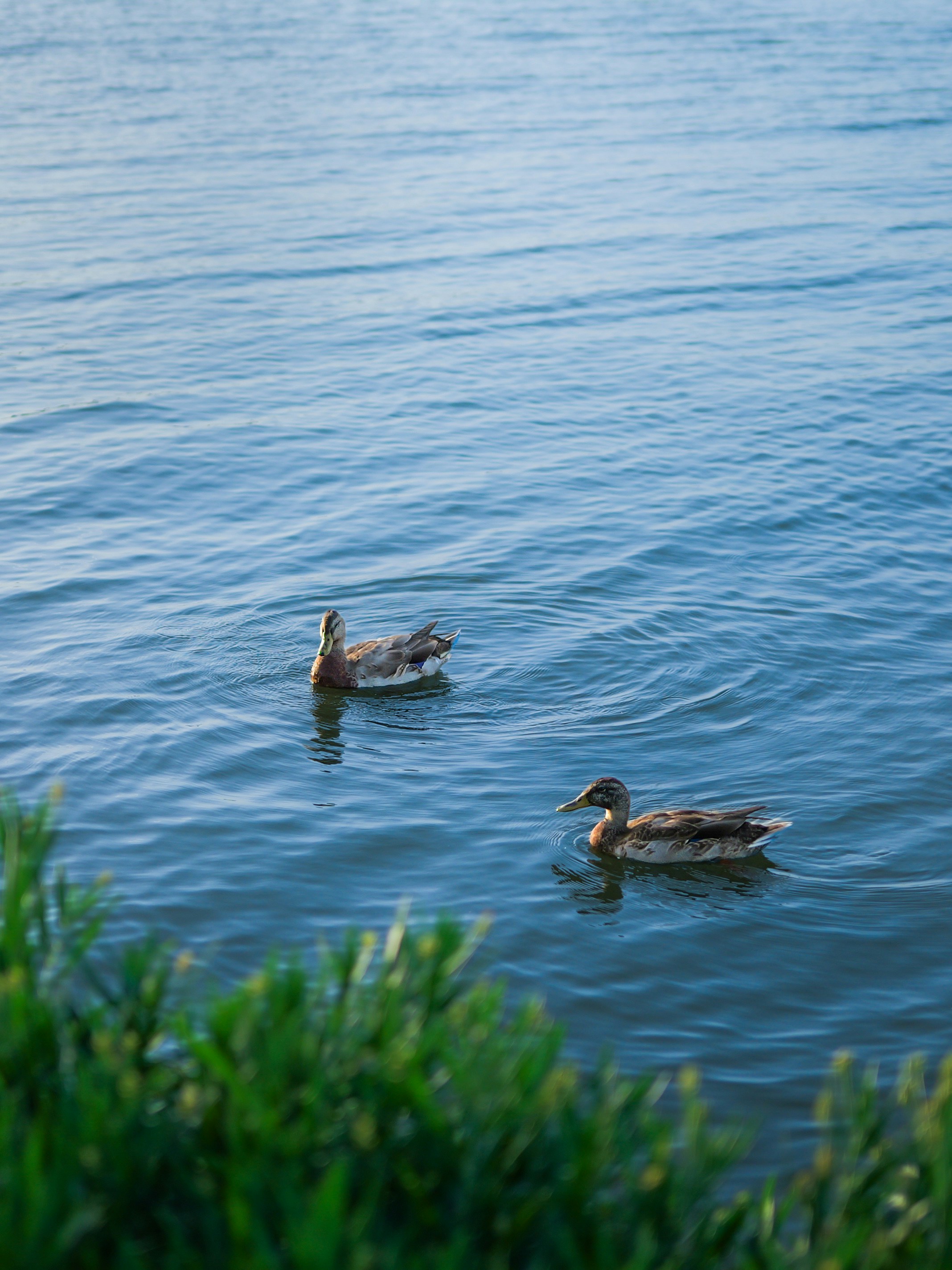 Two Ducks Drifting Across a Quiet Lake