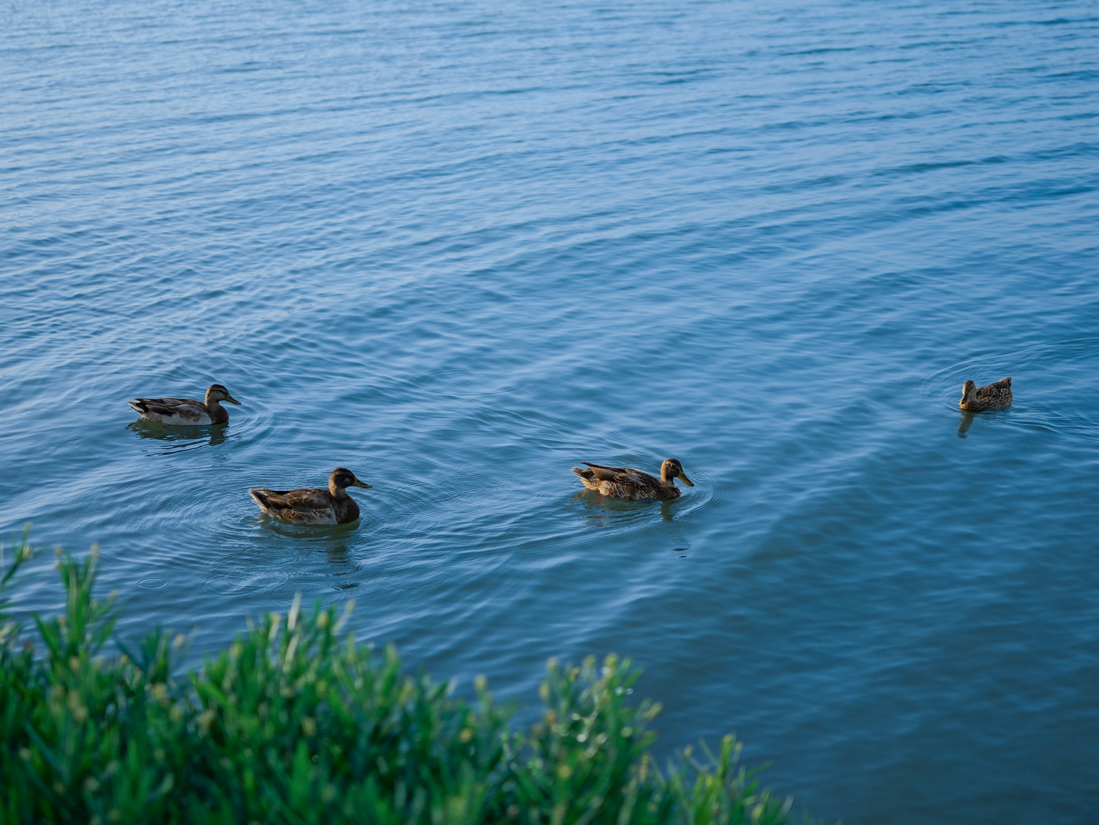 Quasi-Sailing View: Four Ducks Drift Across Quiet Blue Water