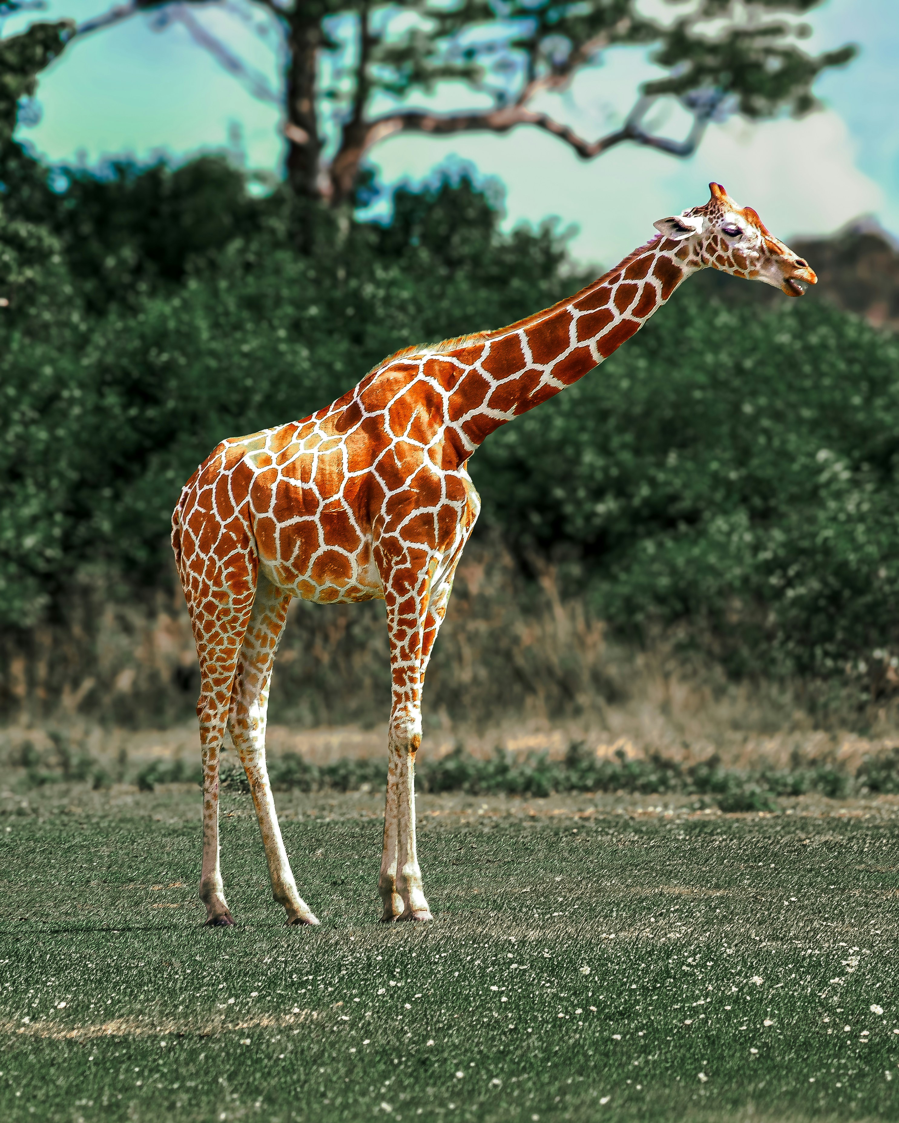 Tall giraffe stands in an open grassy area with a leafy background, bathed in warm daylight, clearly captured with natural color and soft background separation.