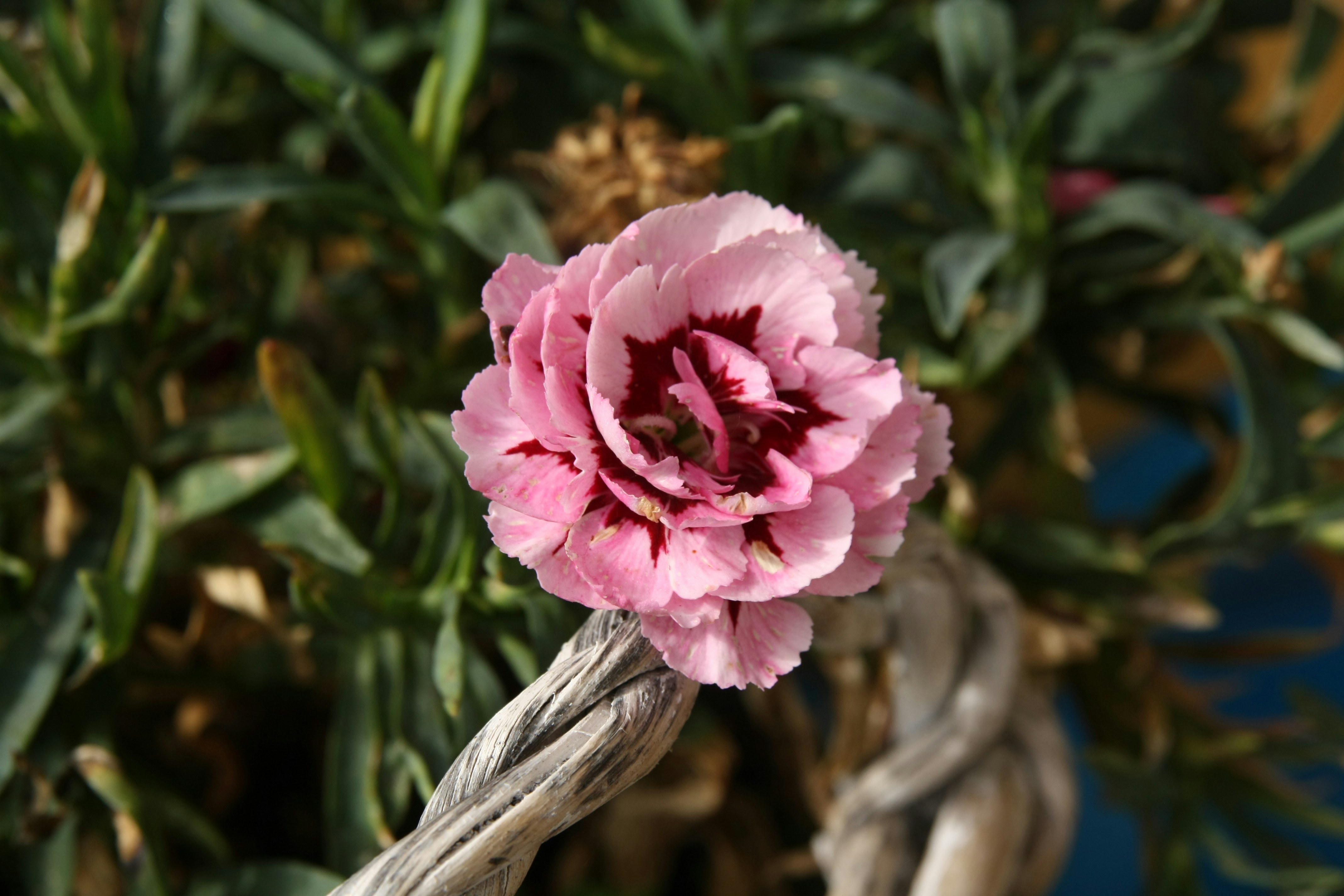carnation on a basket handle