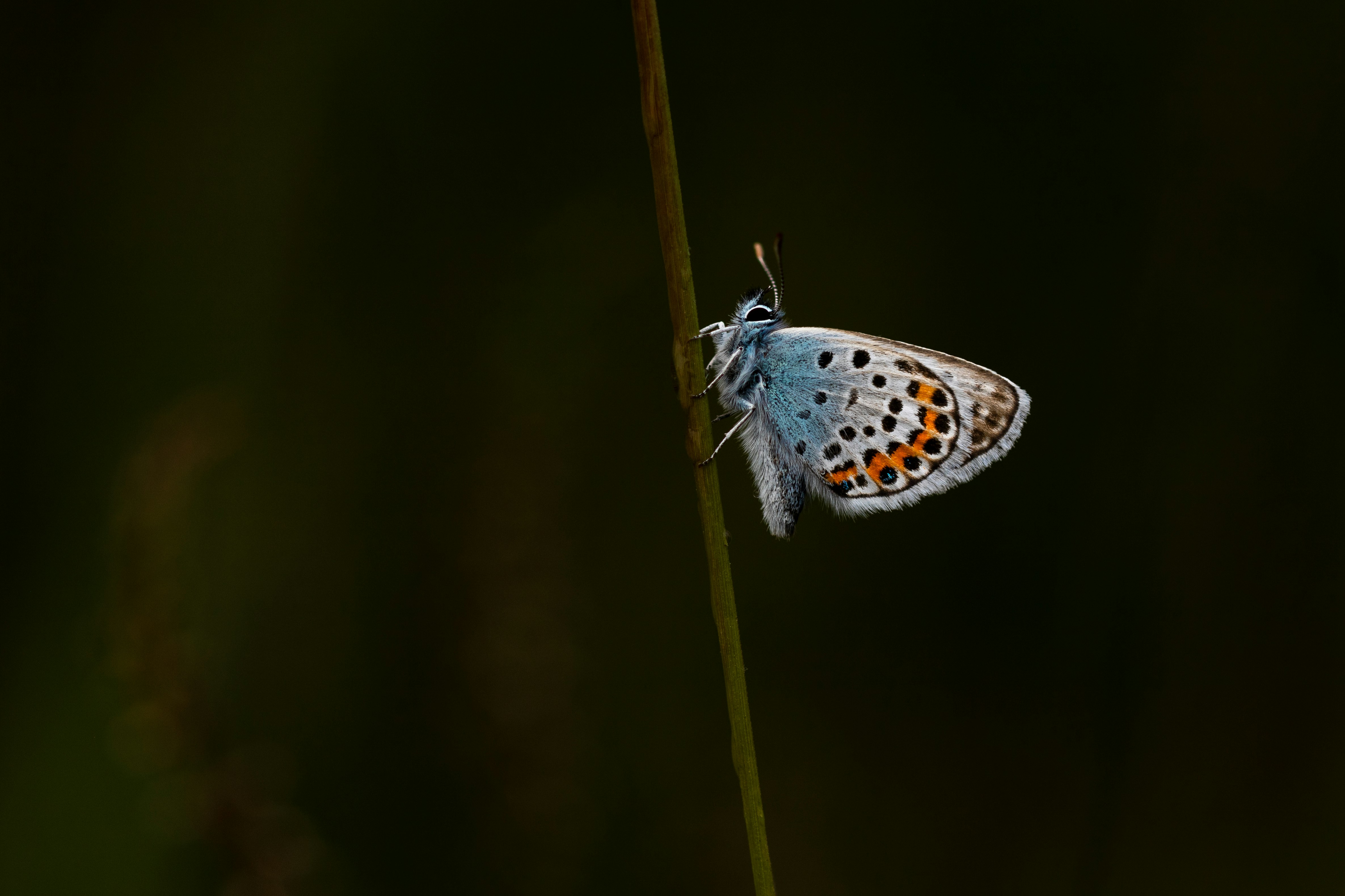 A delicate butterfly clings to a slender stem in a dark, blurred background, highlighting its pale blue wings with orange and black markings.