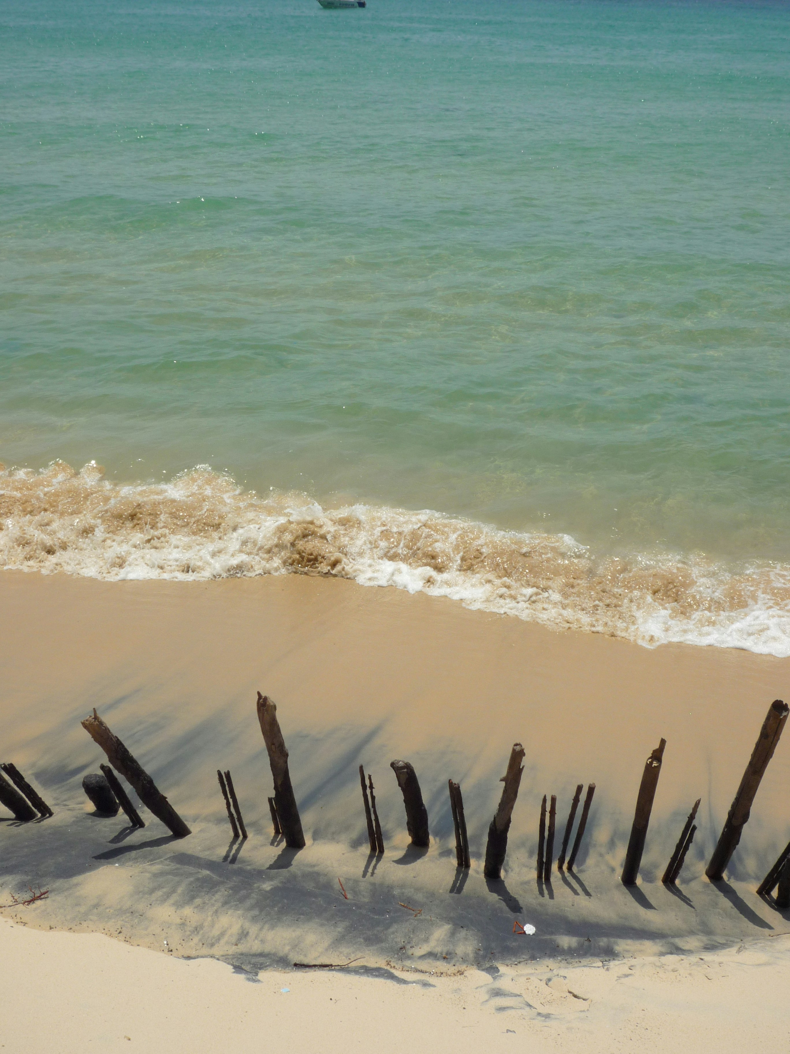 Fragmented Dunes: Weathered Pickets along Sunlit Shore