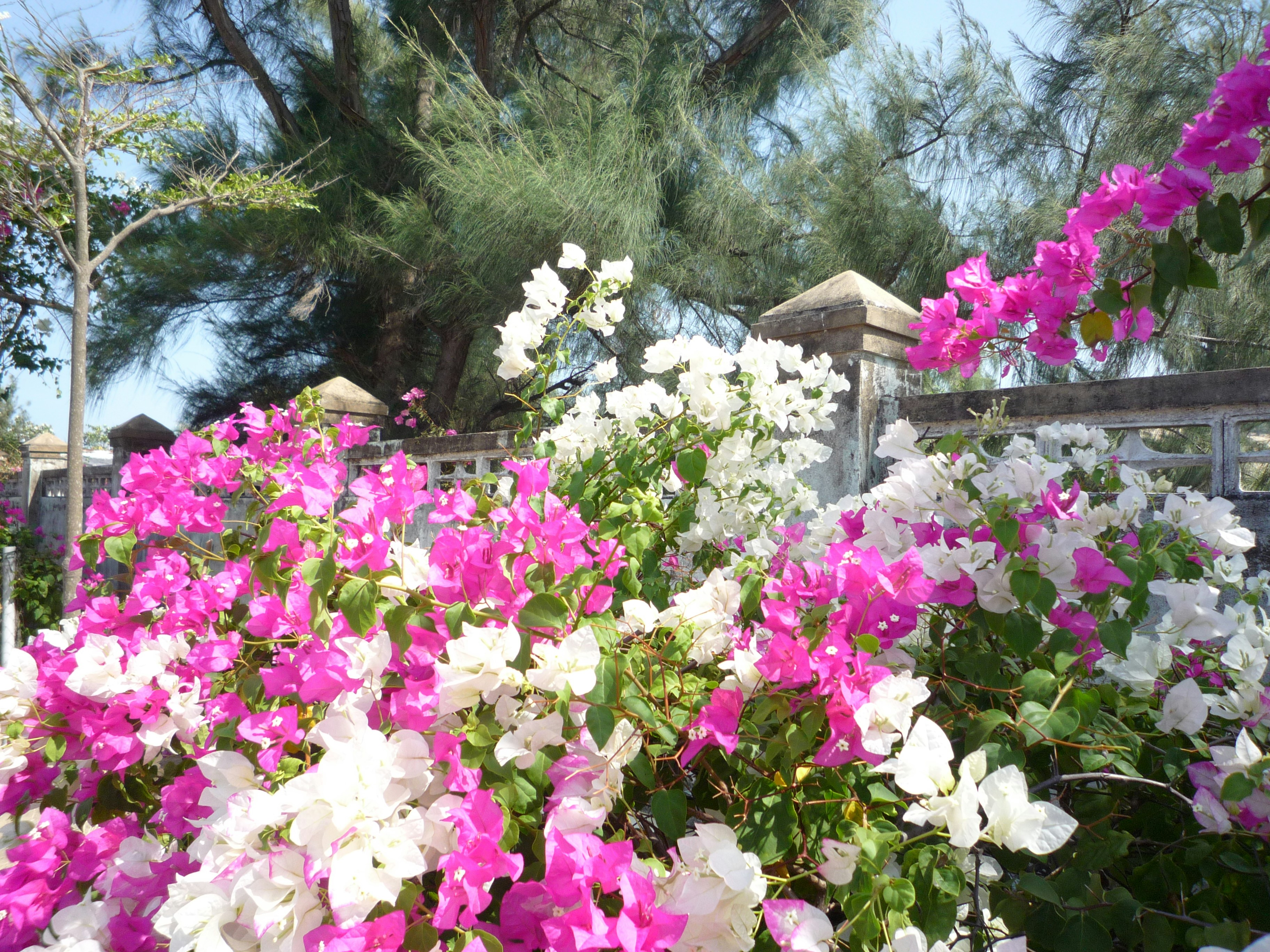 Bougainvillea Parade Against a Rustic Garden Wall
