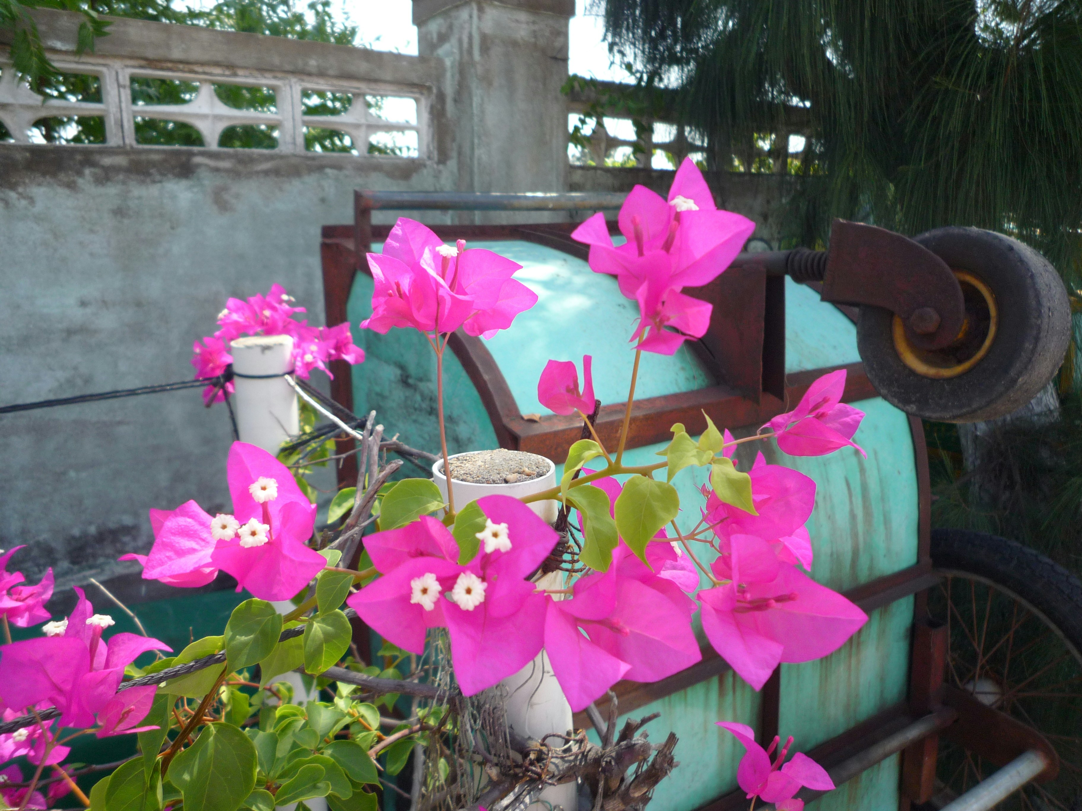 Vivid Bougainvillea and a Weathered Tank Trough