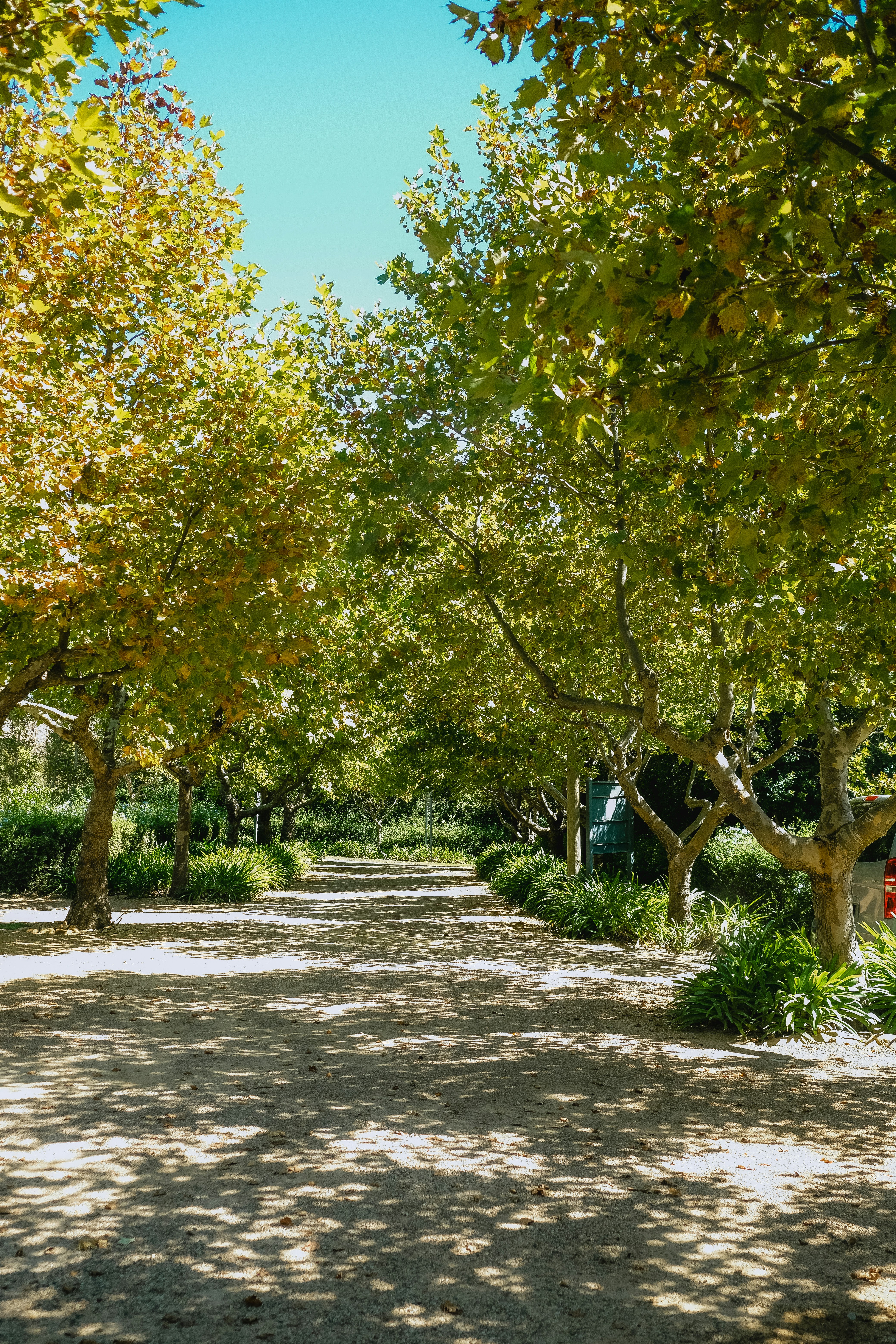 Shade-arched Avenue of Golden Canopies