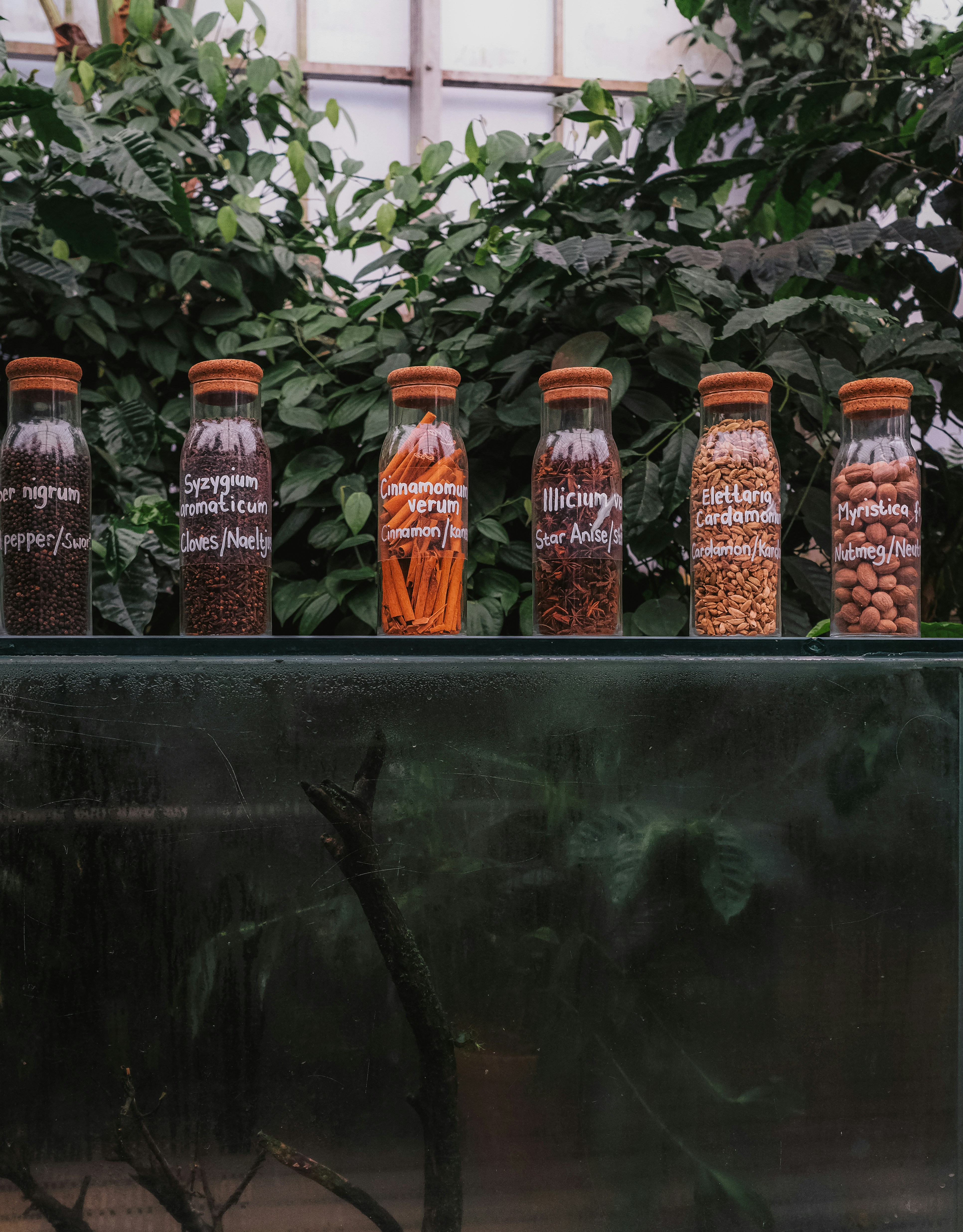 Herbal Conservatory: Bottled botanicals in a row
