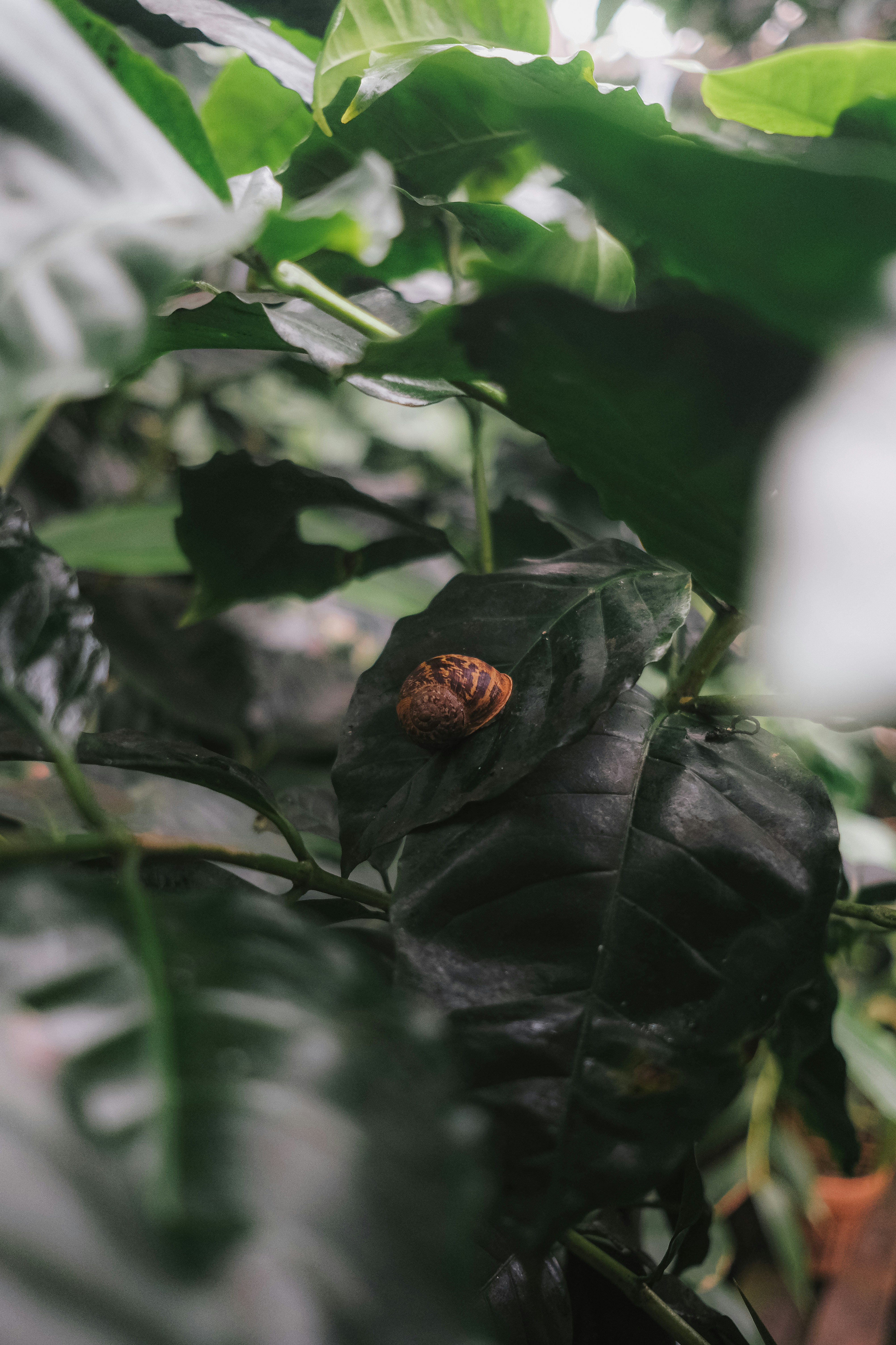 Coiled Spotlight: A Tiny Snail Resting on a Dark Leaf