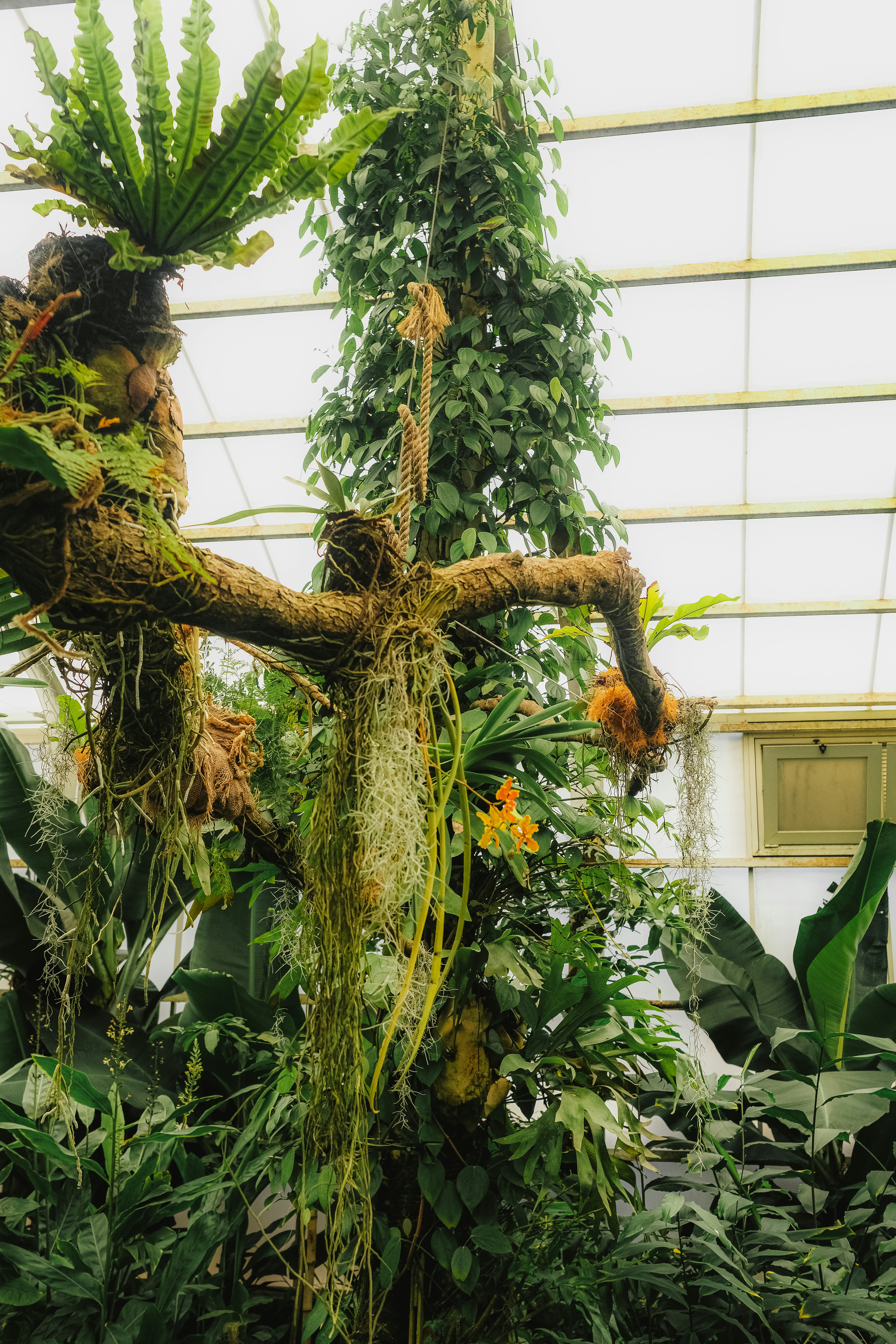 Vertical Garden in a Glasshouse: A Tangle of Ferns and Epiphytes on a Treelike Structure
