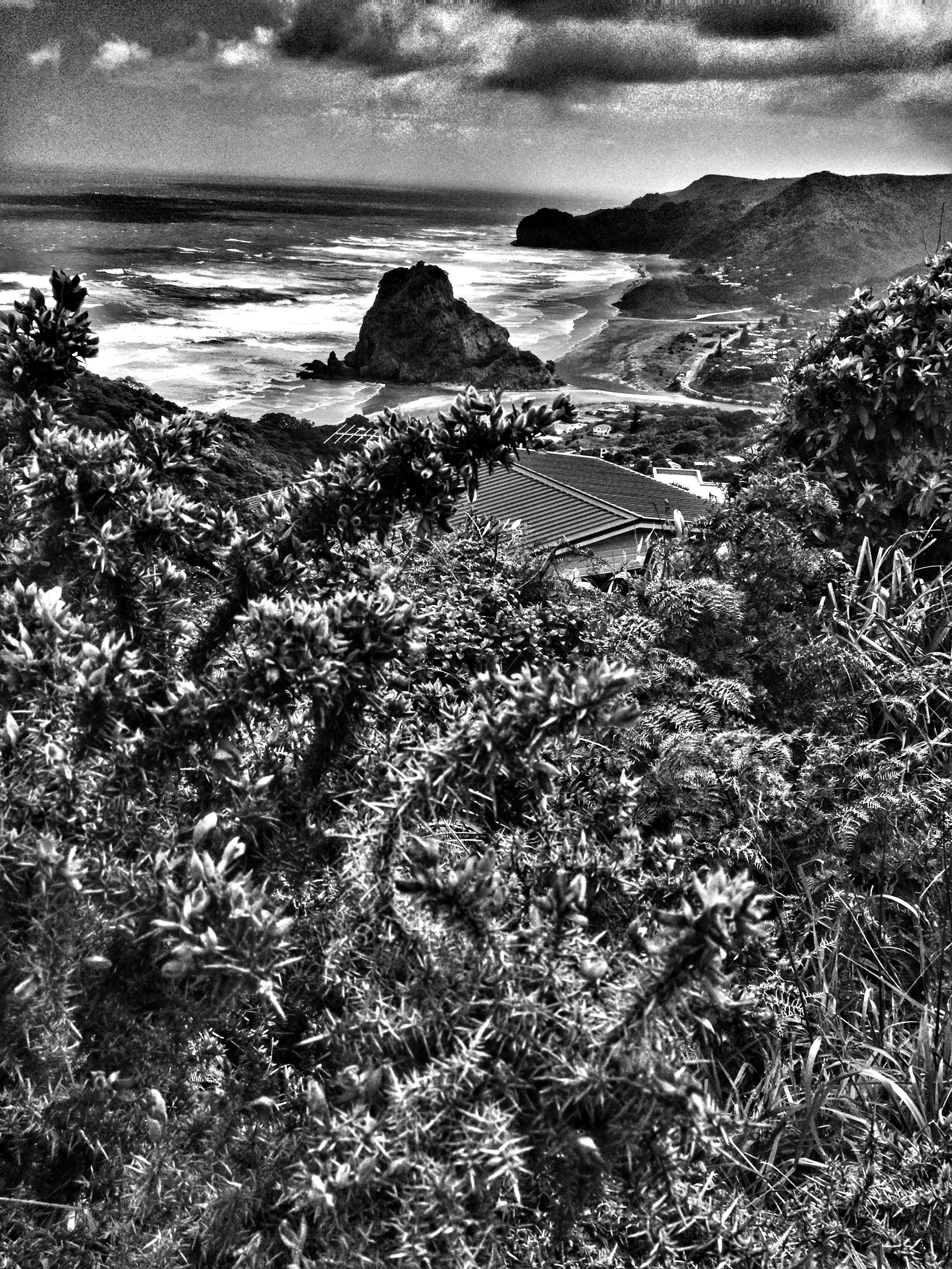 Coastal Ridge: Wild Bushes Framing a Quiet Cliff Scene