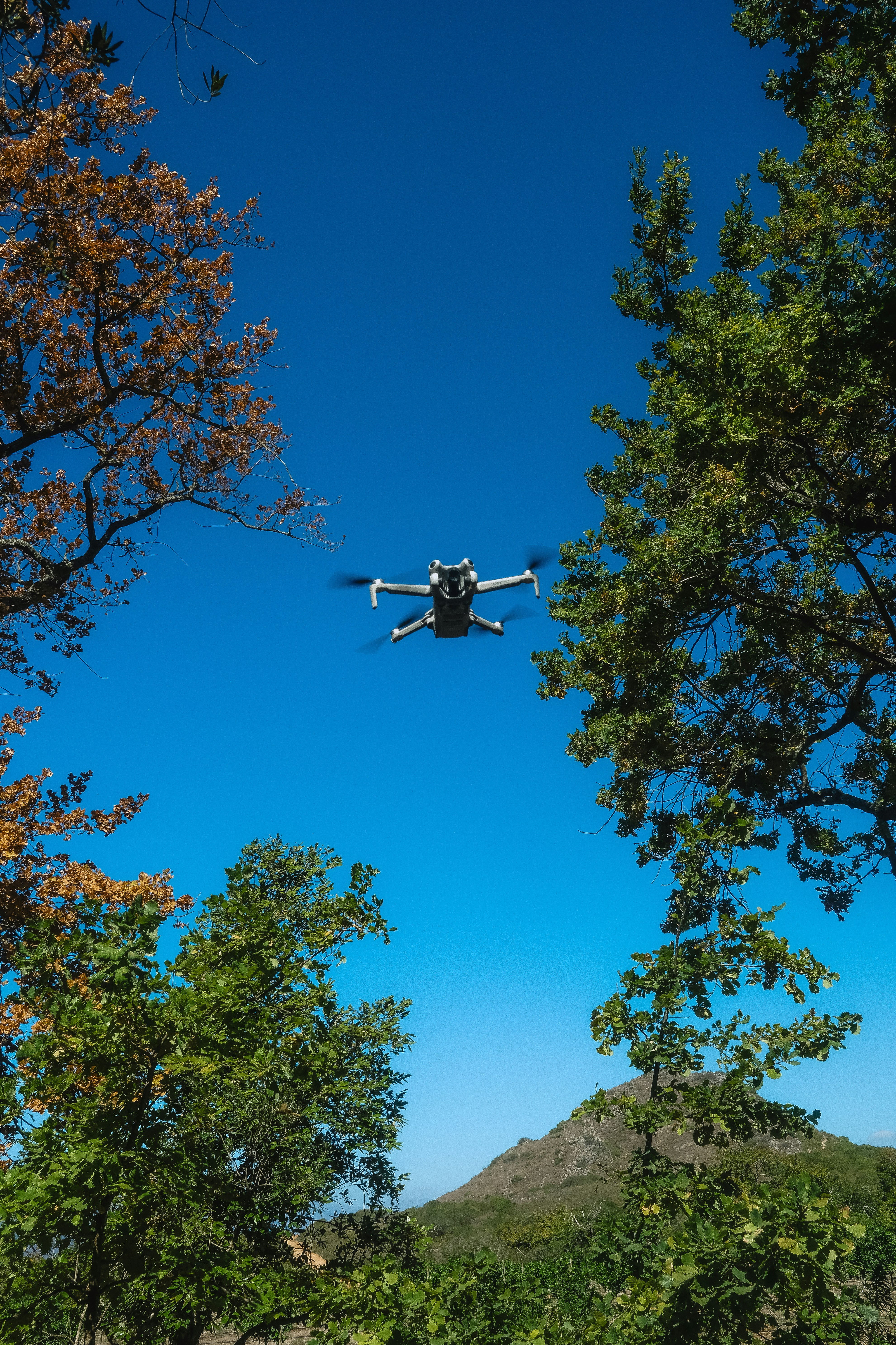 Drone in a Clear Sky: Skyward Gaze Between Autumn and Evergreen