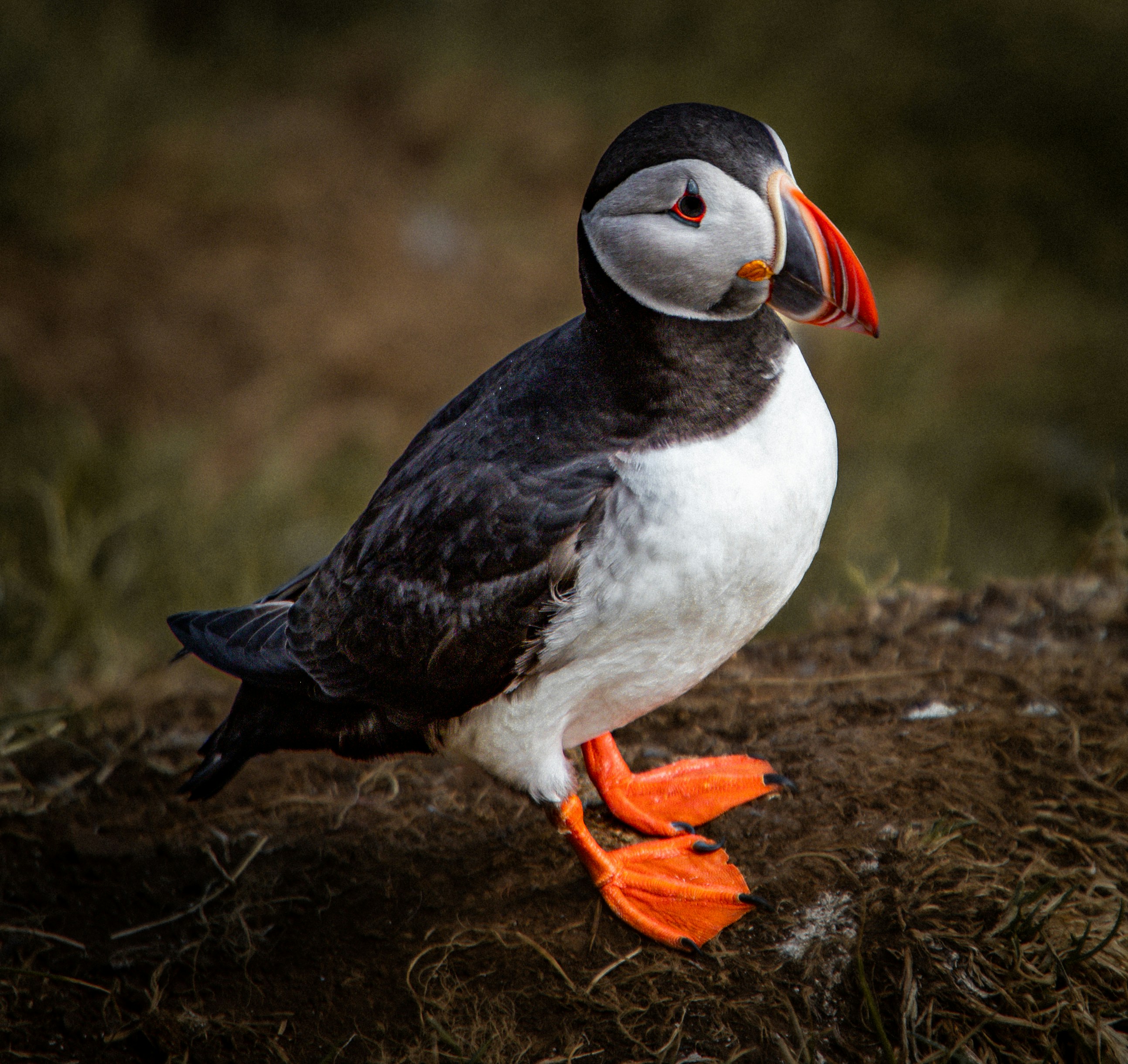 Atlantic Puffin with Red-Beaked Gaze on Coastal Ground