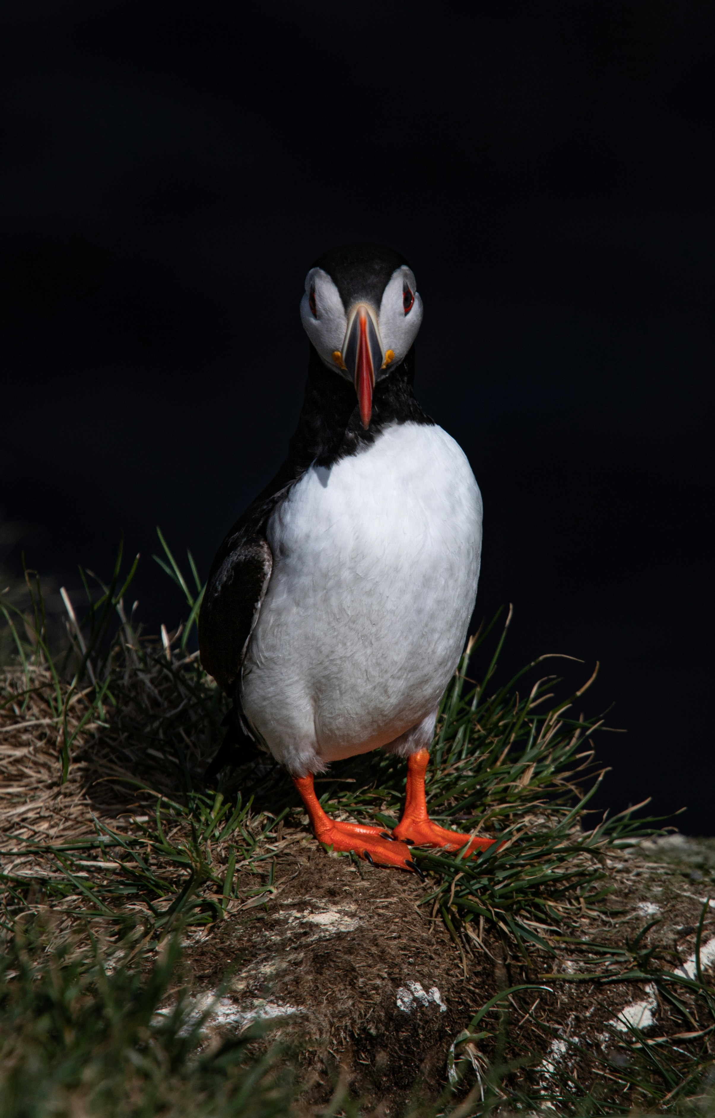 Puffin stands poised on a rocky cliff edge with dark water in the background, bright white underbelly and vivid orange beak and feet. Painted in natural light to emphasize texture and contrast.