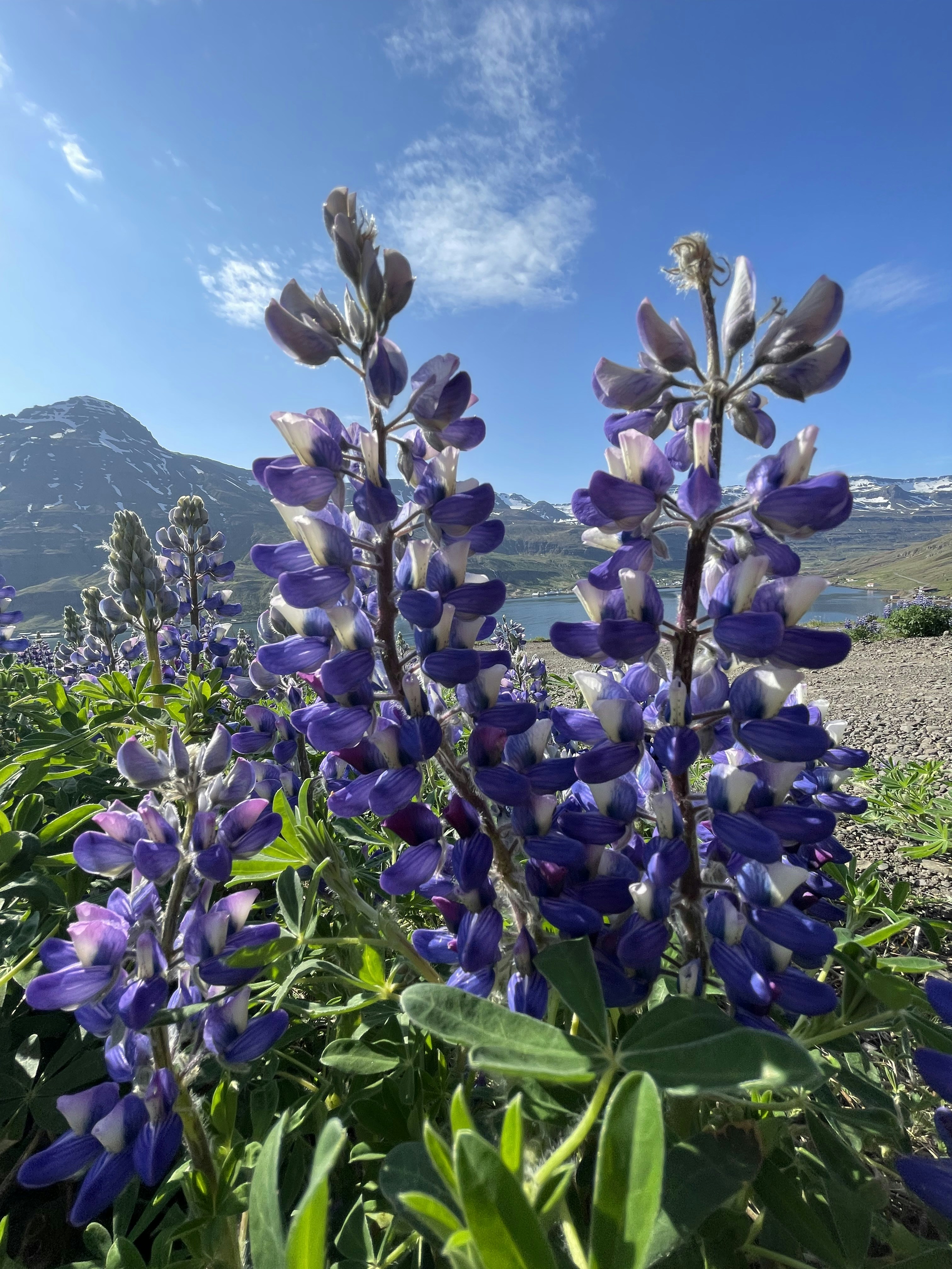 Purple Lupines at the Foothills of a Snow-dusted Mountain