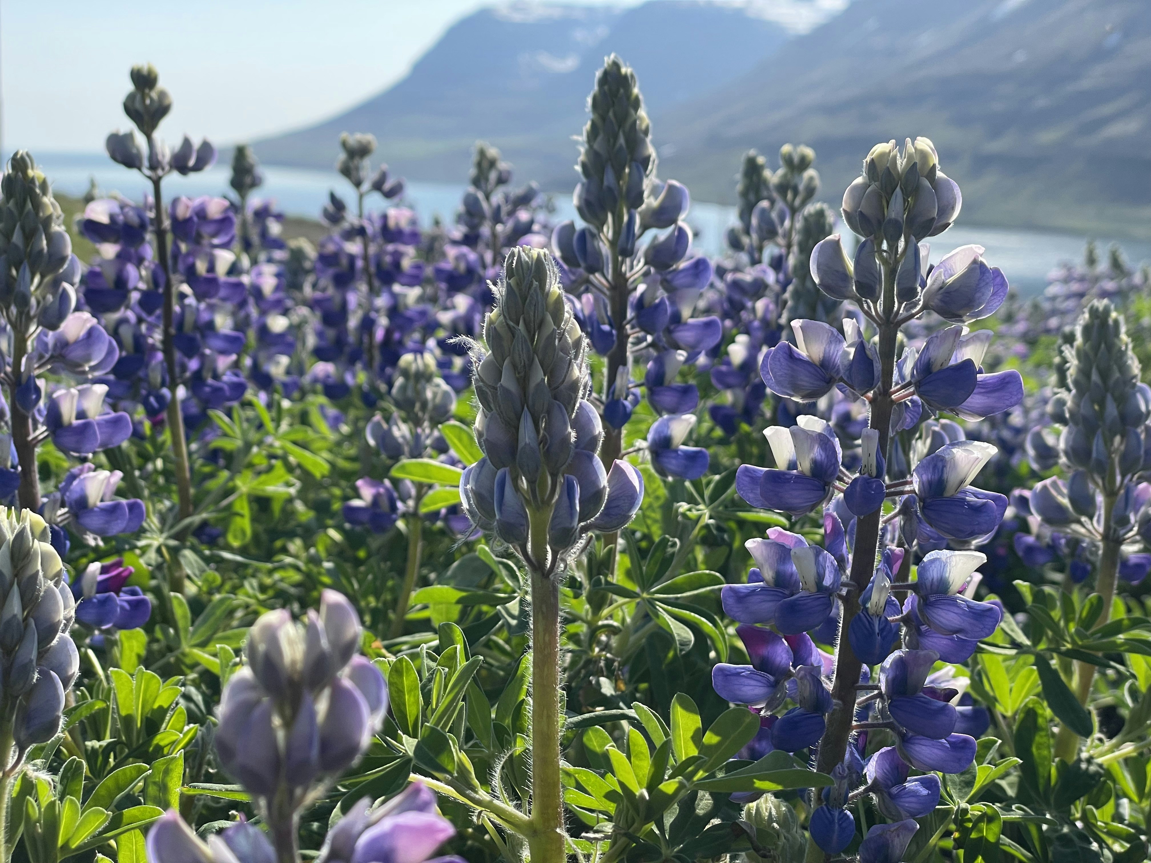 Lavender Peak: A Sea of Purple Blossoms by a Tranquil Lake