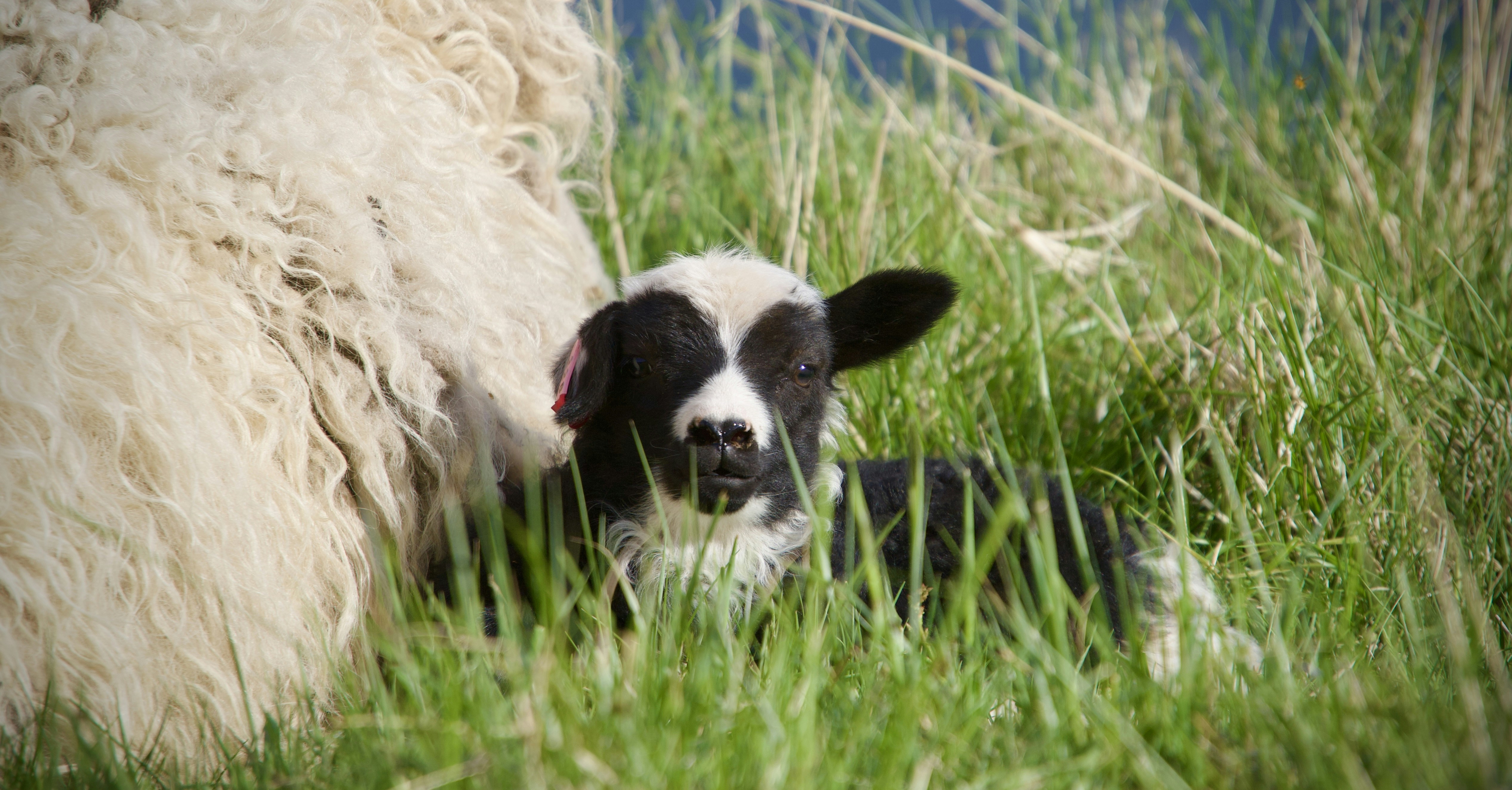 A Curious Lamb Peeks from the Grazing Grasses