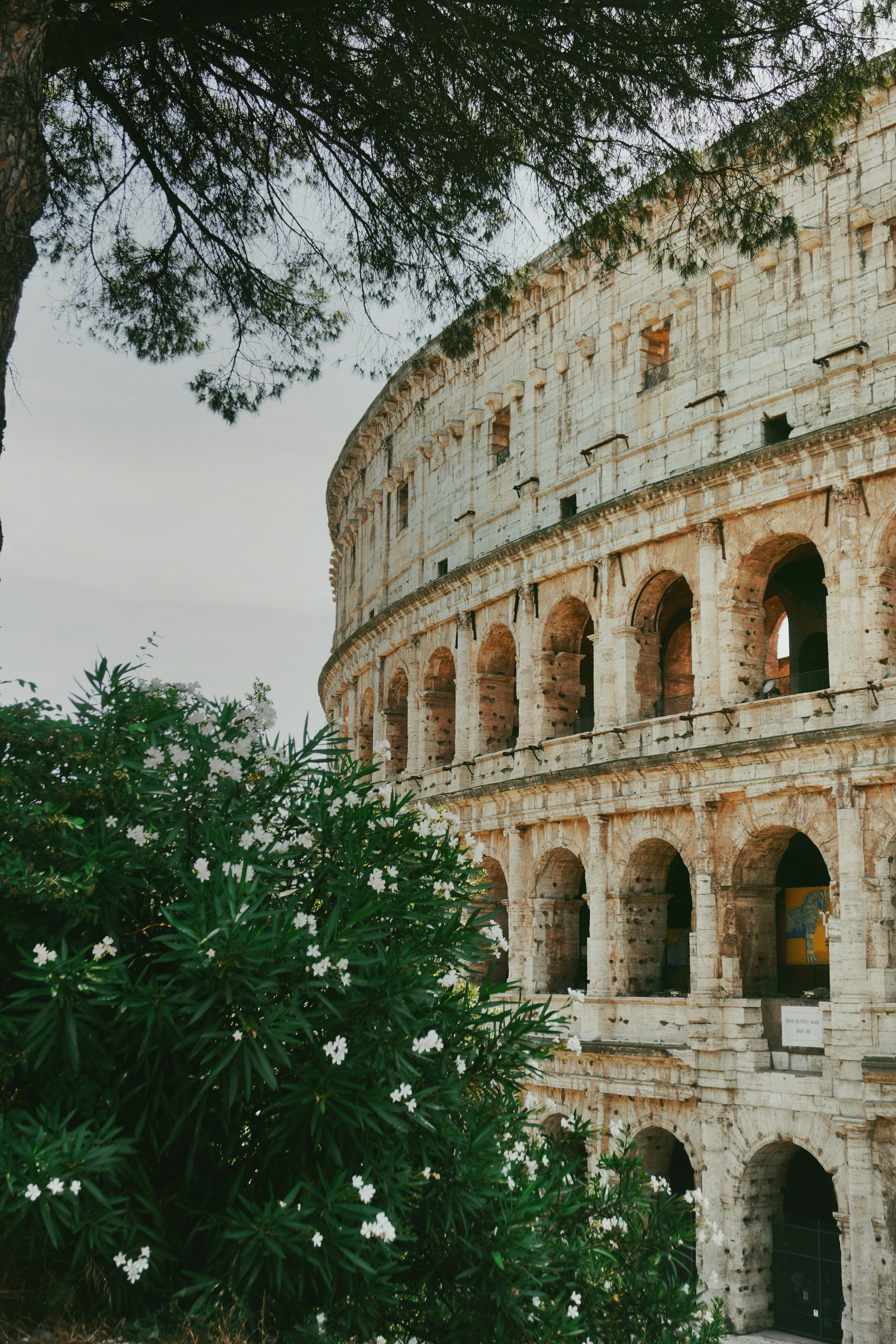 Colossean Curves: Ancient Arena Veiled by Garden Blooms