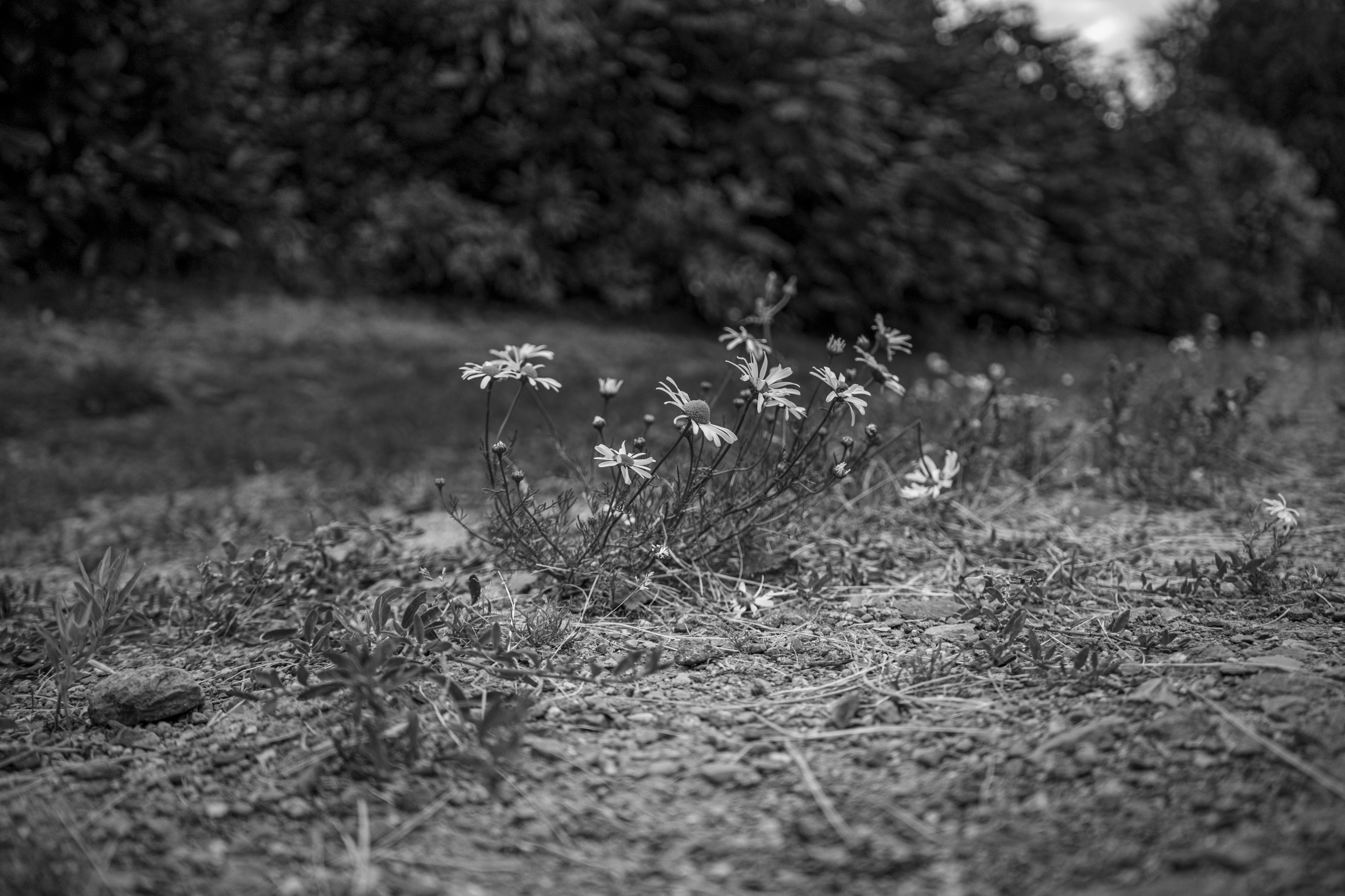 A Quiet Fleet of Daisies Amid Weathered Ground
