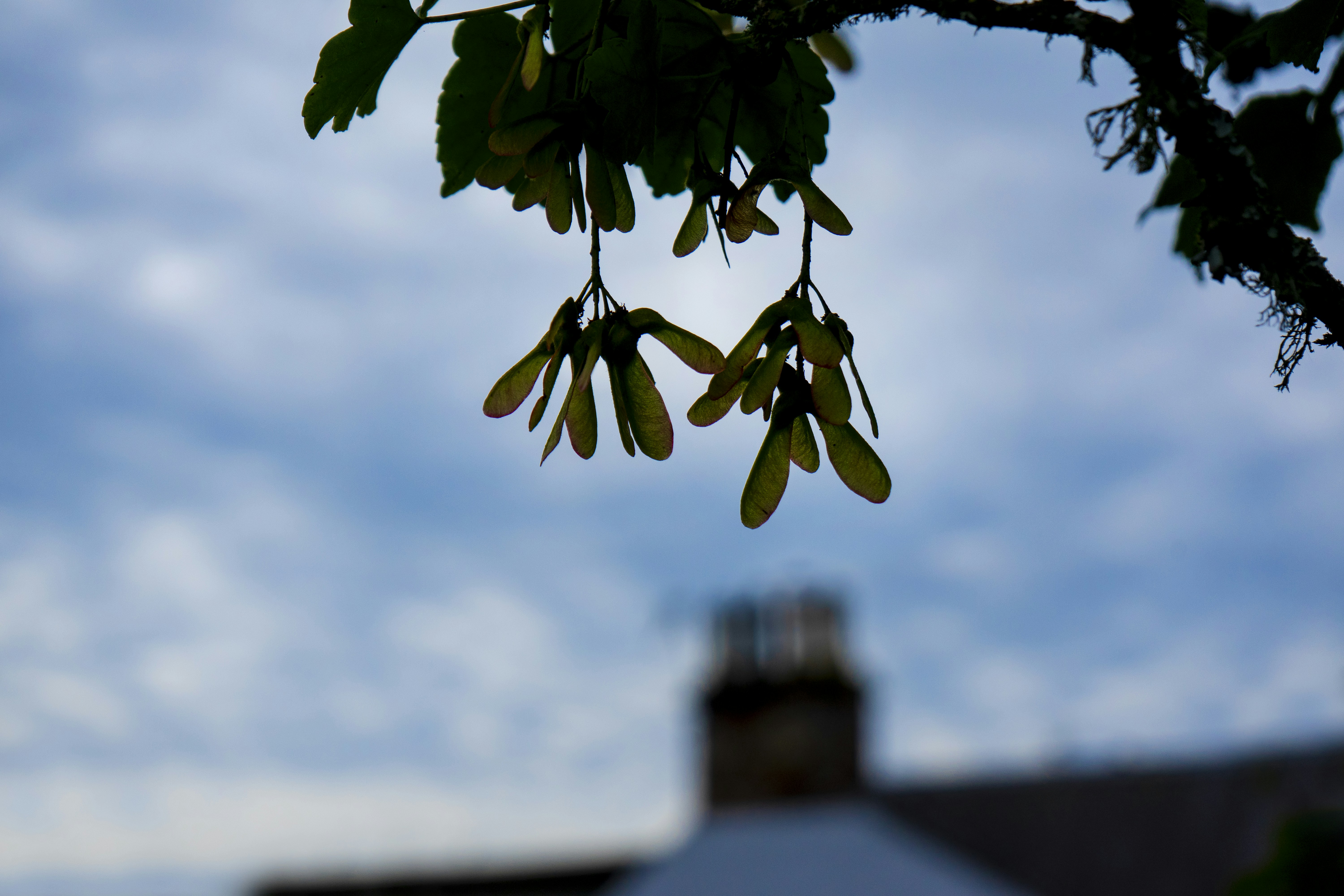 Hanging Leaves Over a Blurred Rooftop Vista