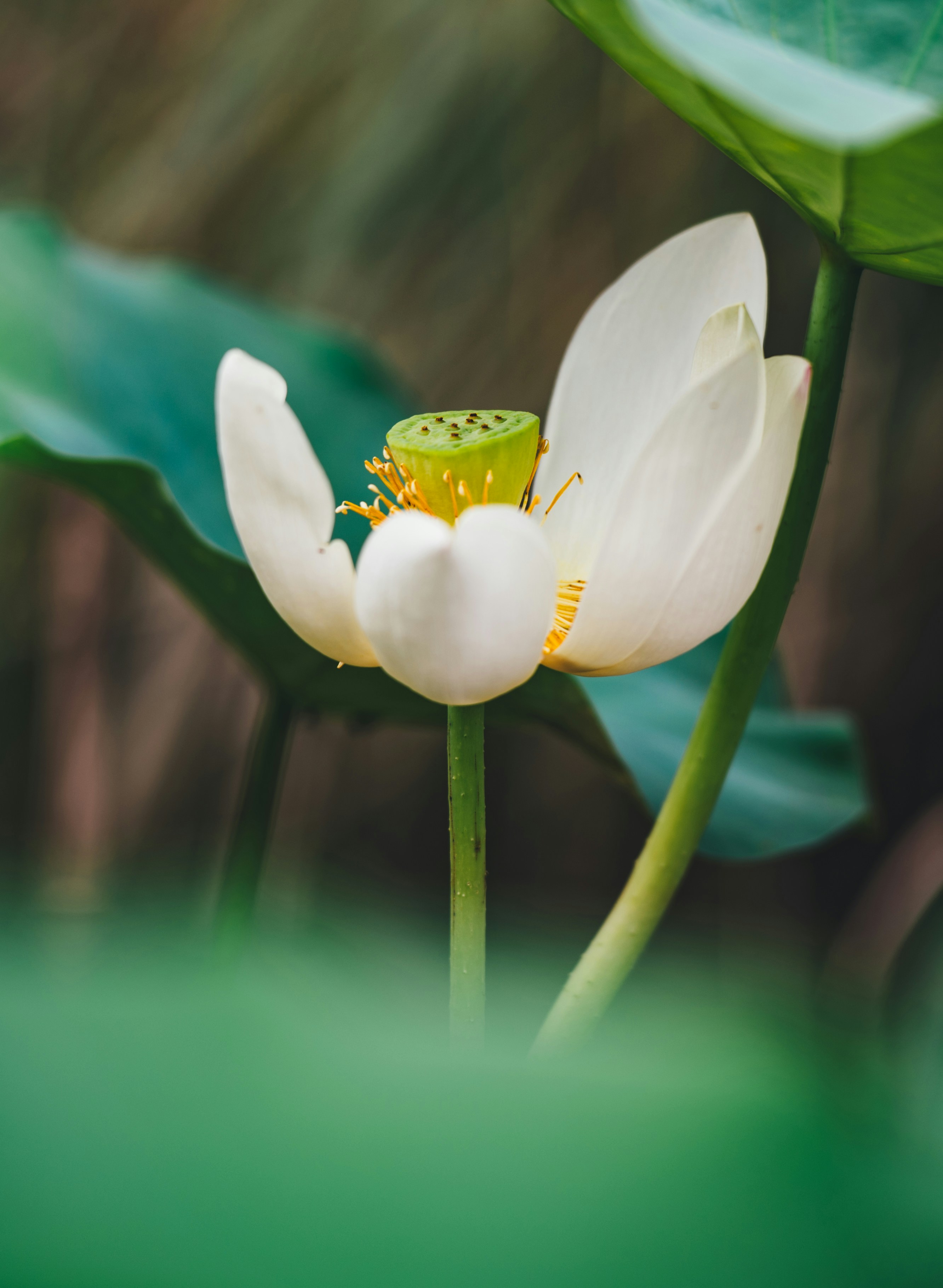Center Stage Lotus: White Petals Embrace a Green Seed Pod