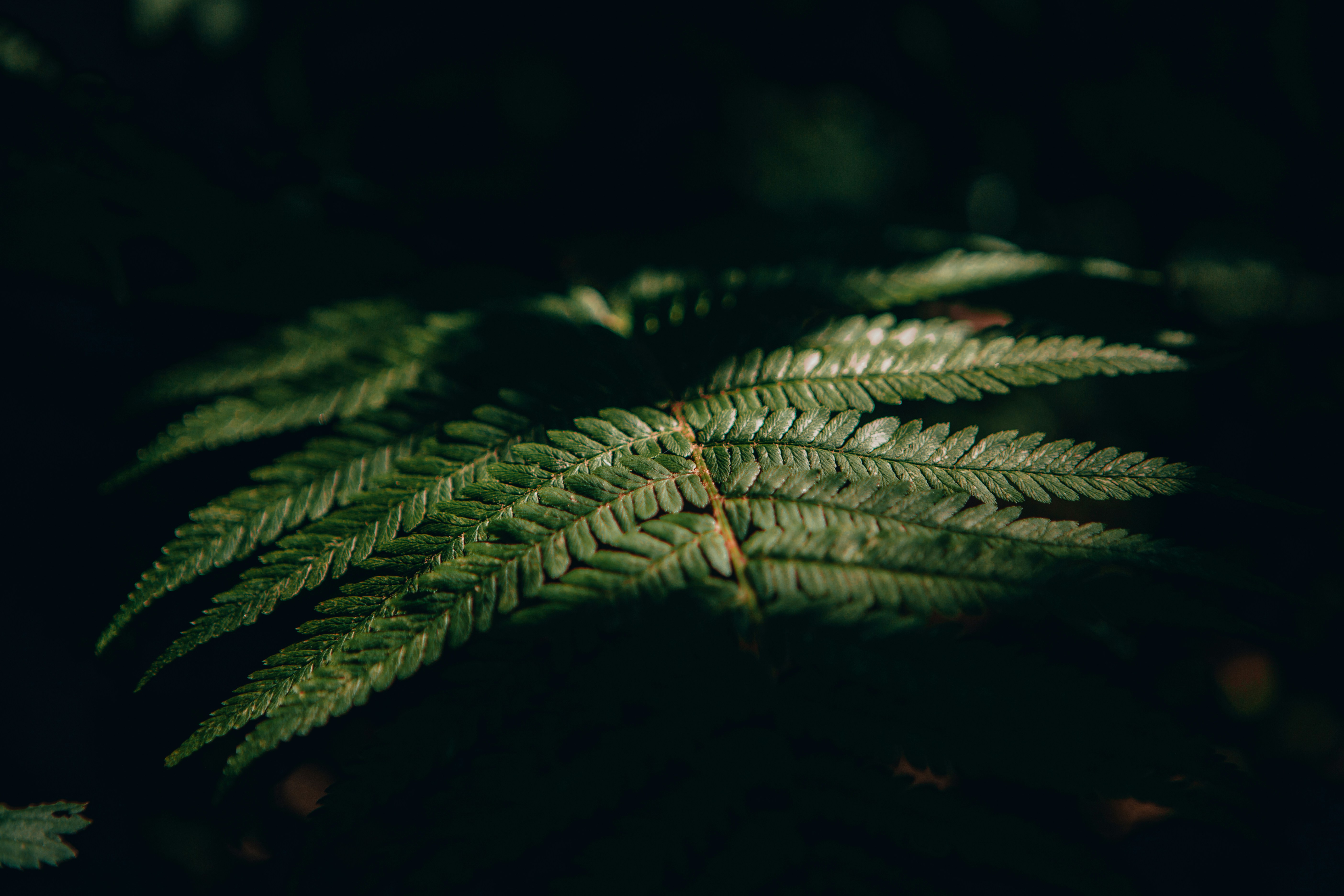 Sunlit Fern Frond: Quiet Spotlight in a Velvet Canopy