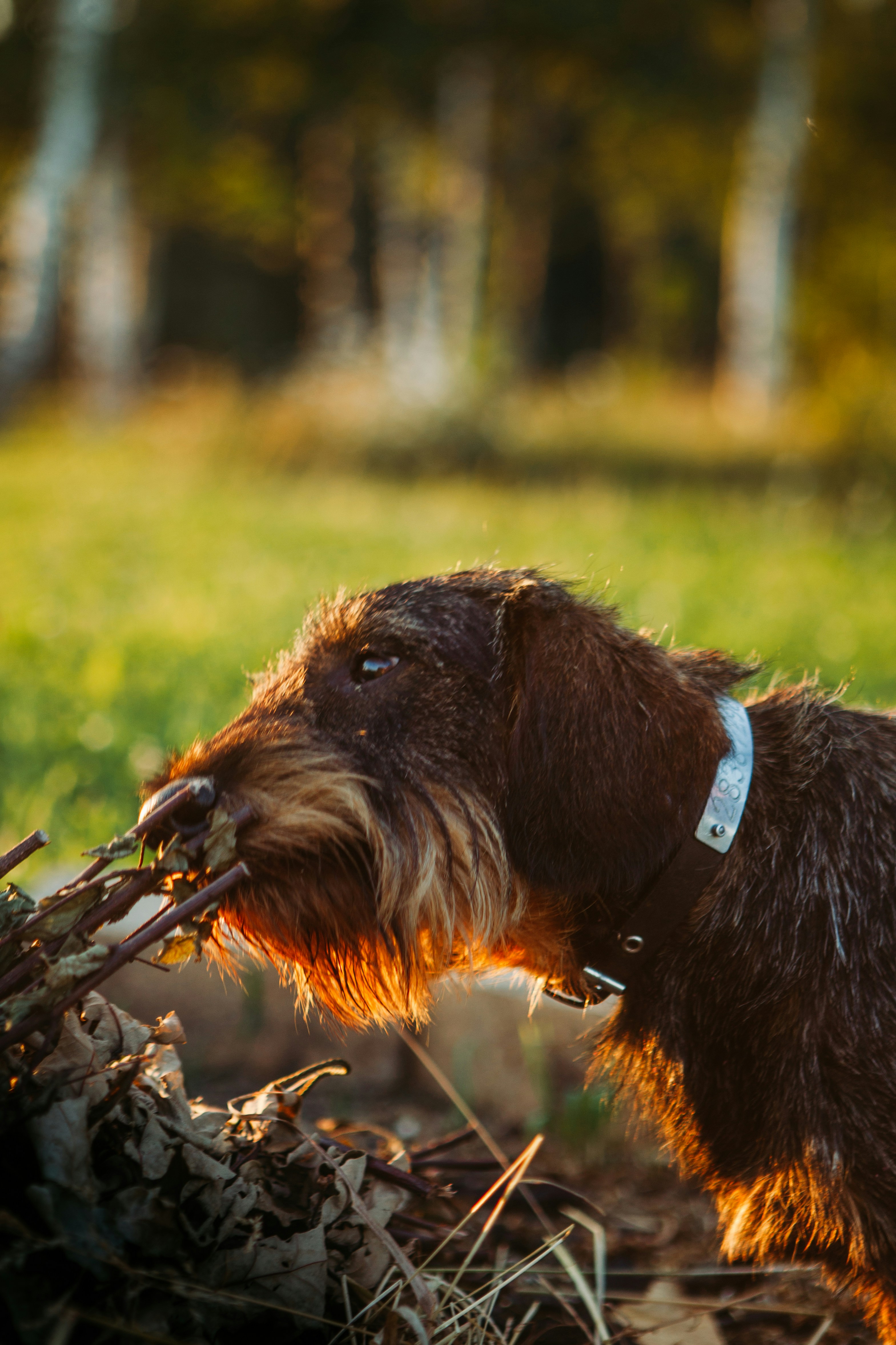 Sunlit Schnauzer in Autumn Spotlight