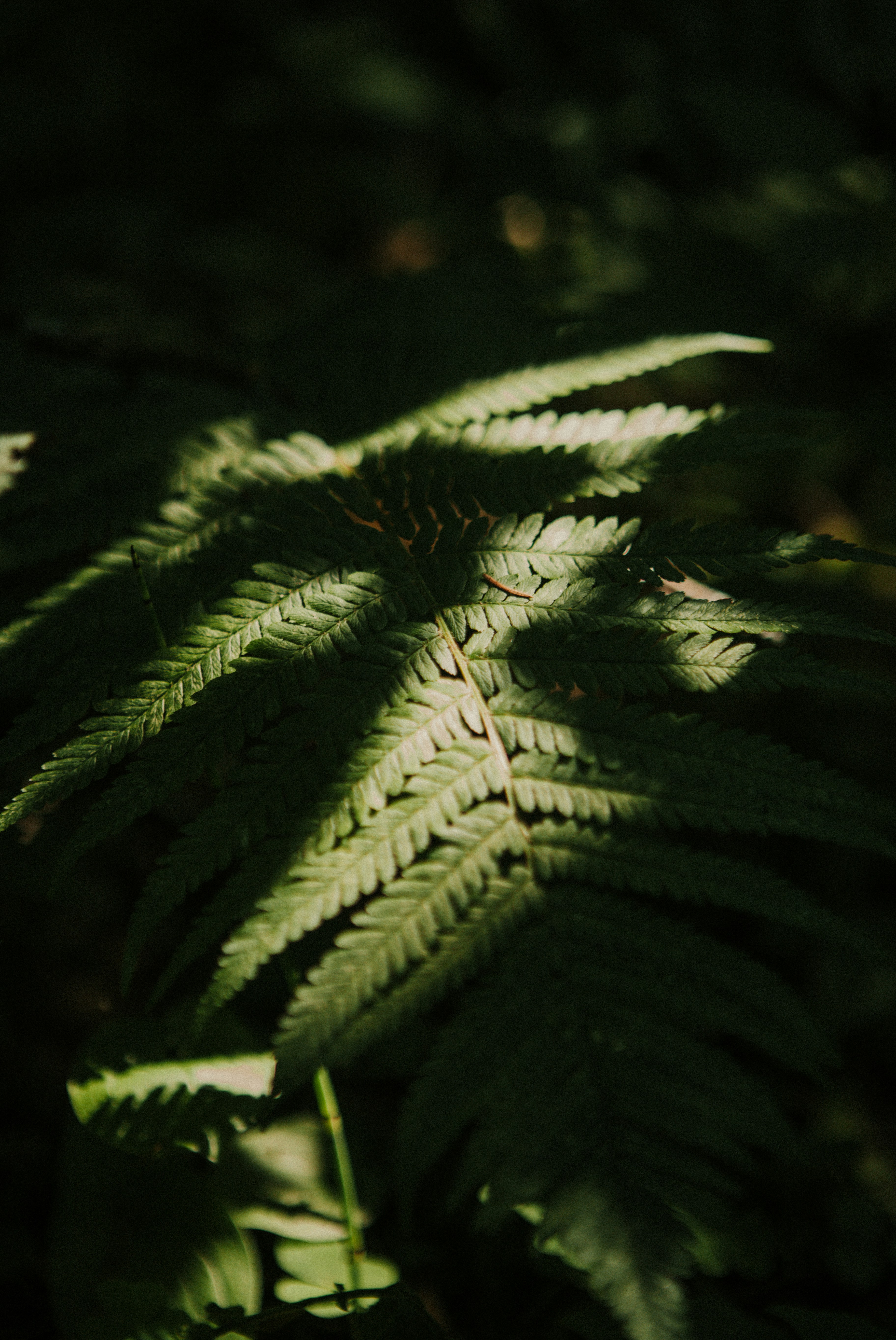 Sunlit Fern Fronds: A Quiet Moment in Dappled Shade