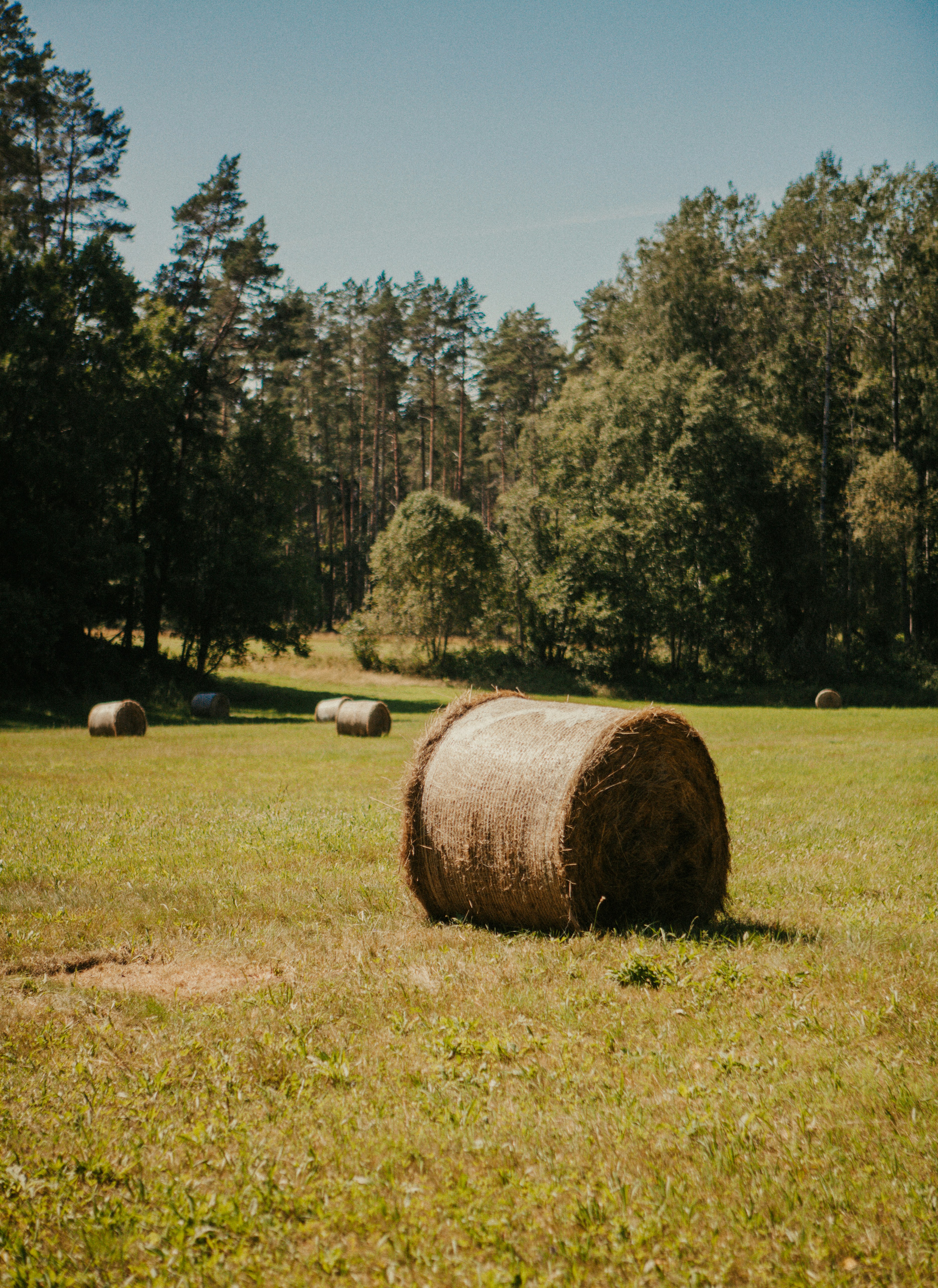 Pasture Rounds: Sunlit Hay Bale in a Quiet Meadow