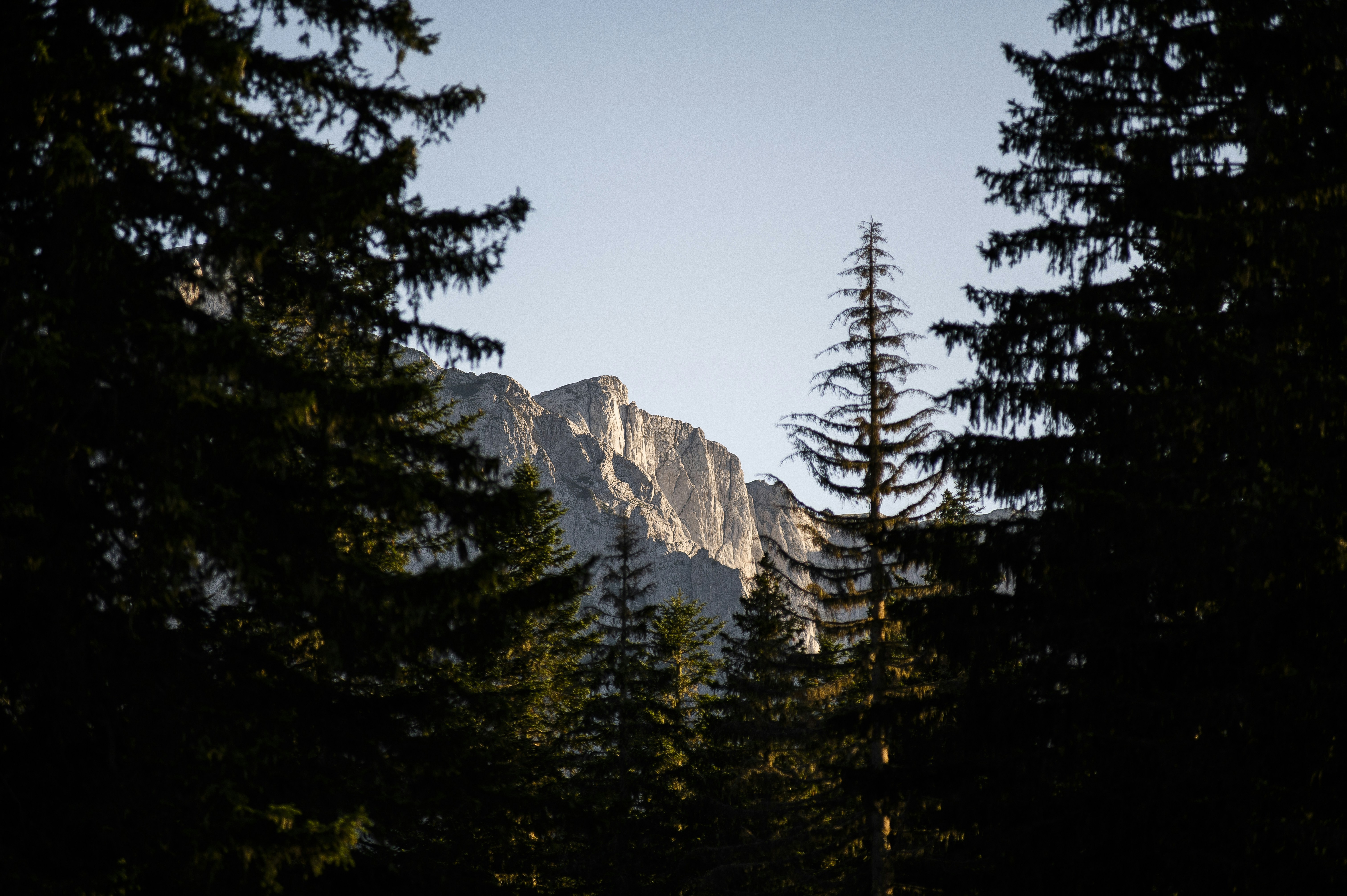 Sunlit Peak Framed by Shadowed Pines