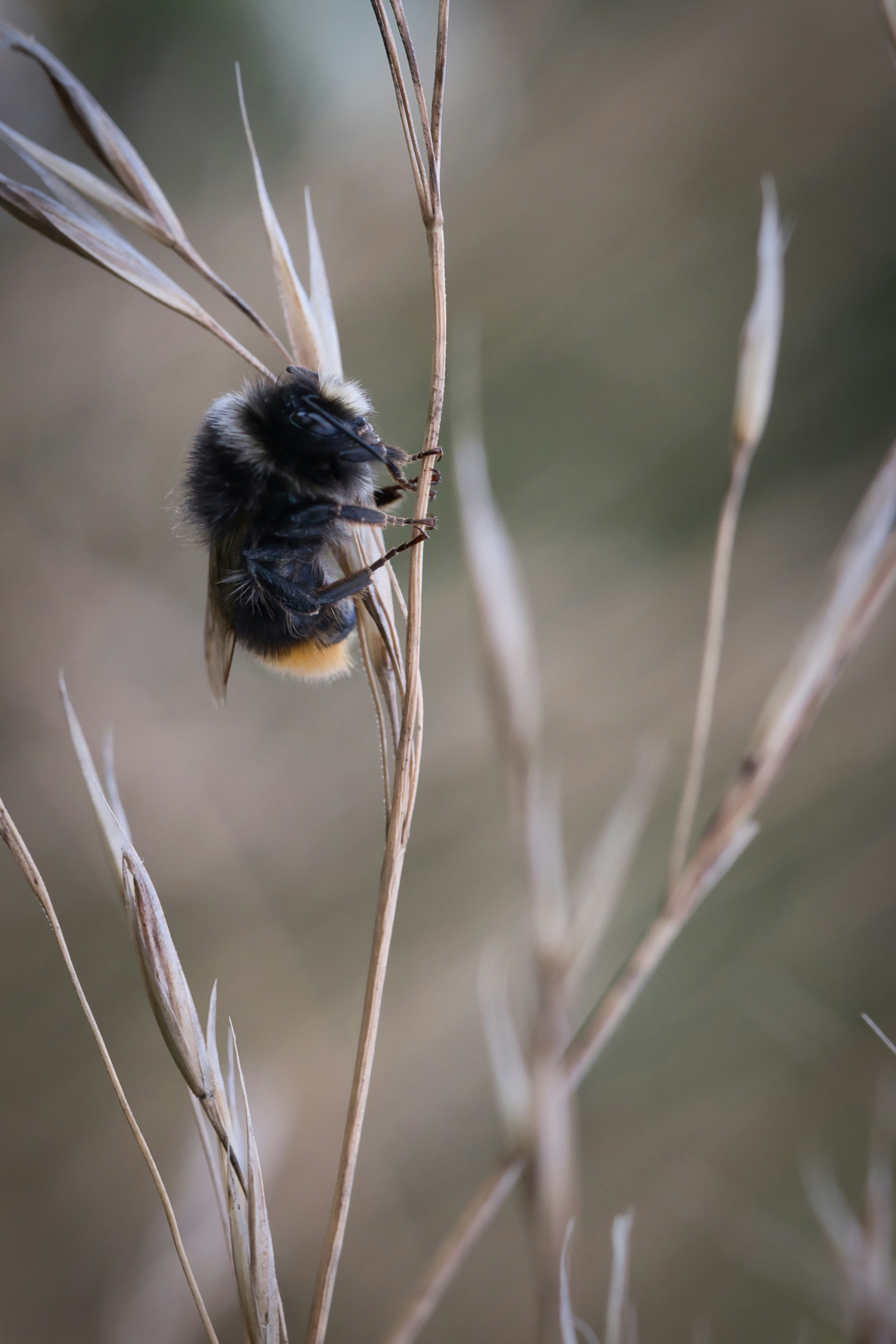 Golden-Trimmed Bee on a Quiet Dry Stem