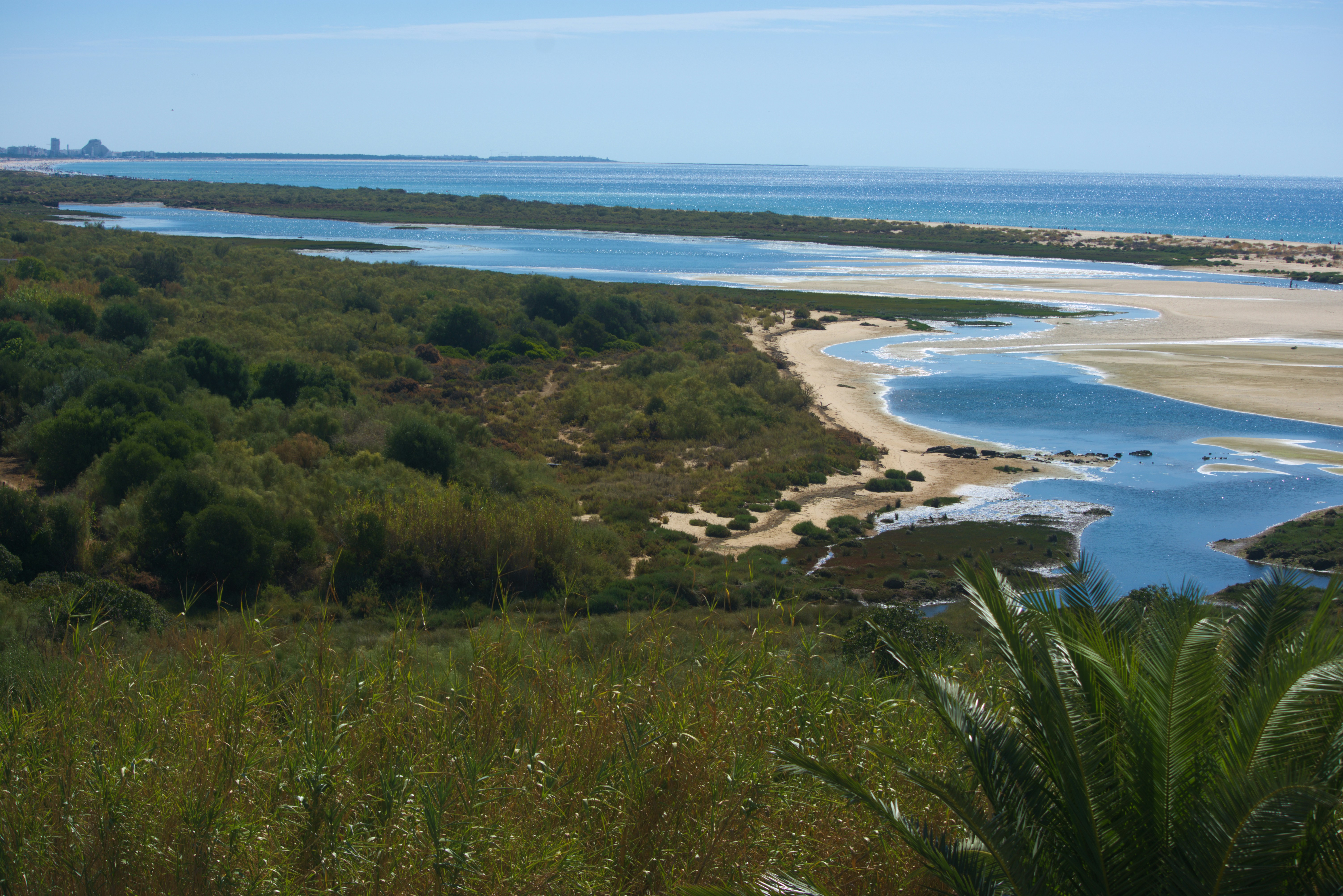 Coastal Mouth: Sandbars and Lagoon Fringes Framed by Coastal Foliage
